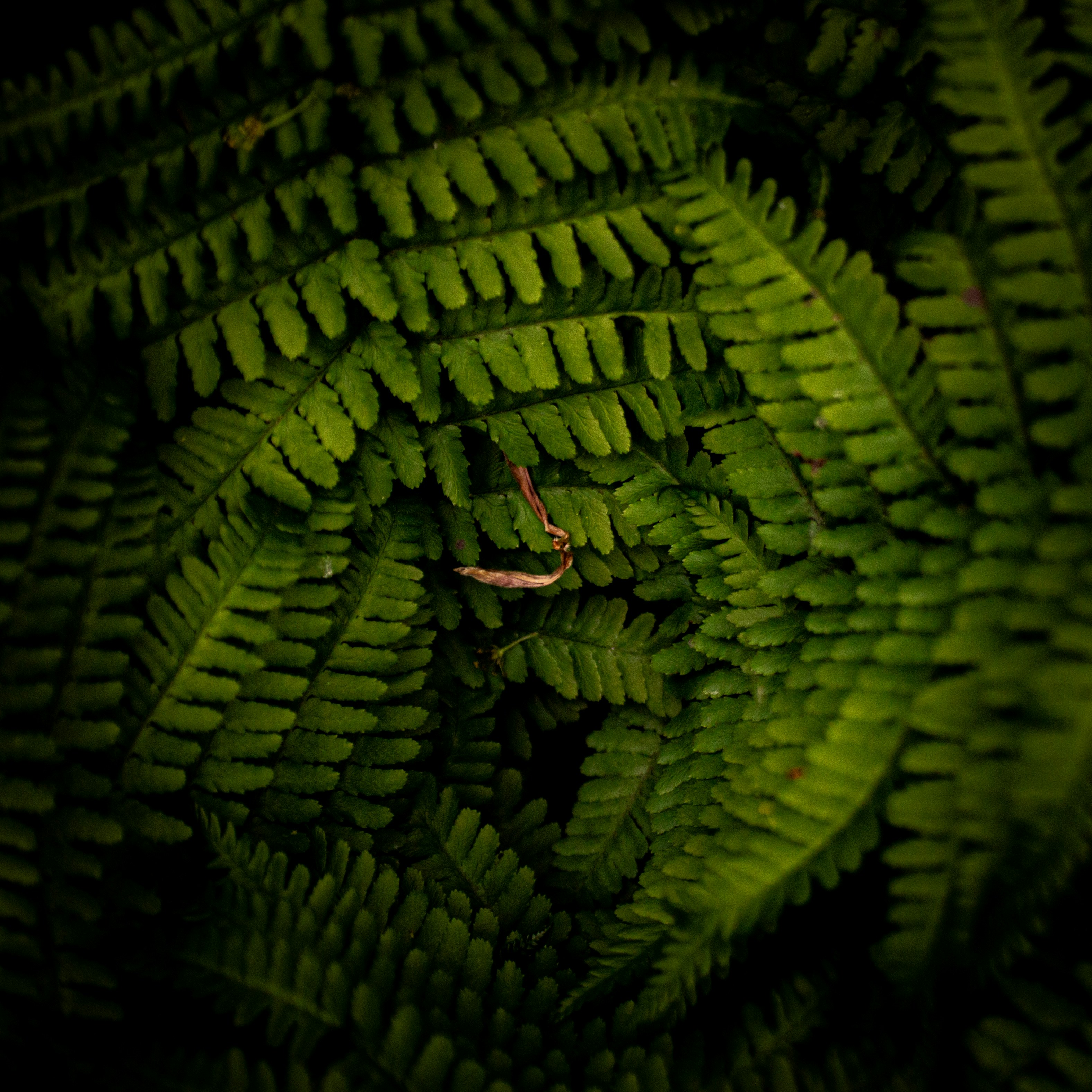 Close-up of a lush fern spiral with vibrant green fronds, drawing the eye to the central curl. Photograph emphasizes texture and natural symmetry; likely a macro-style shot of plant foliage.
