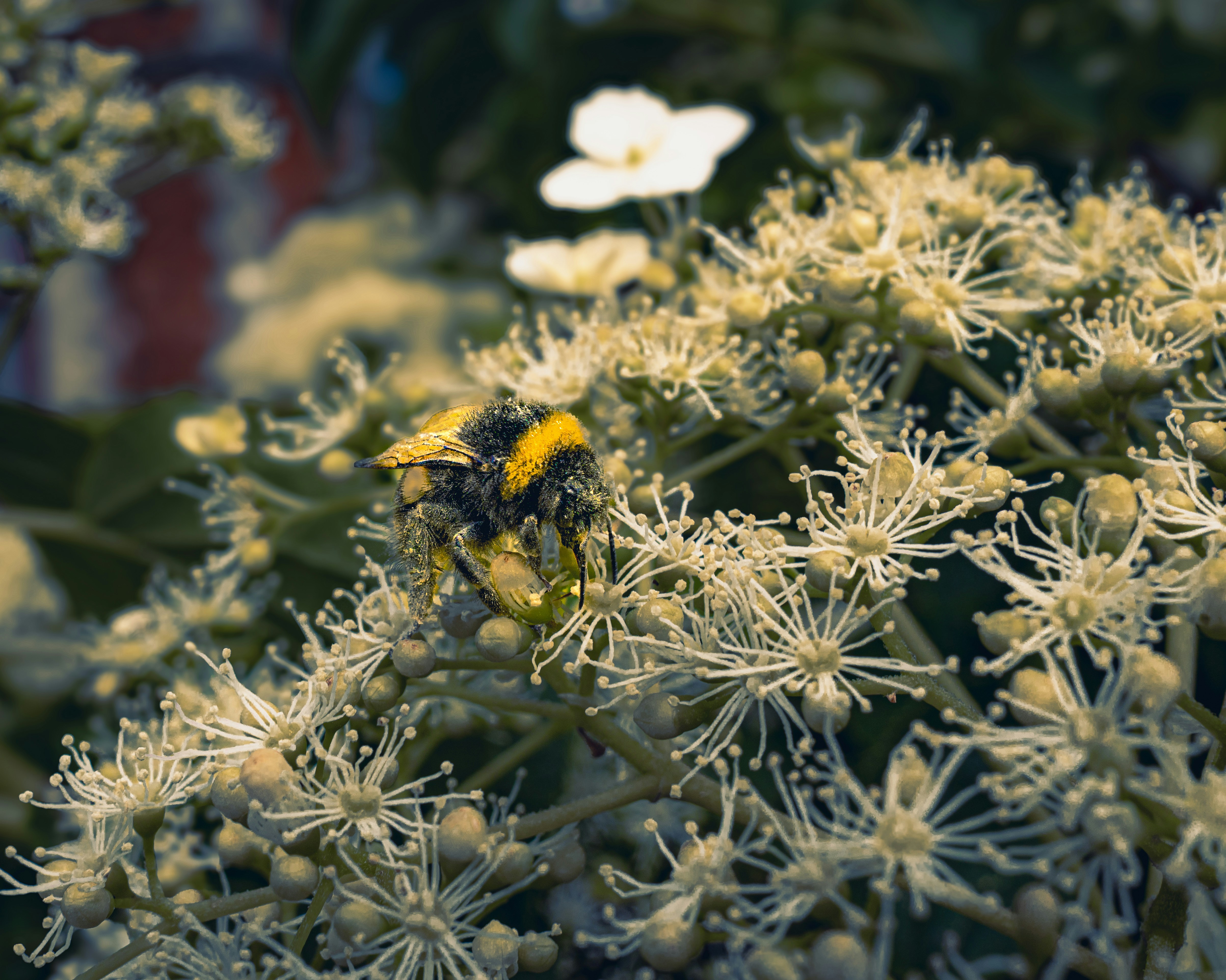Bumblebee in a Starburst of Seed Heads