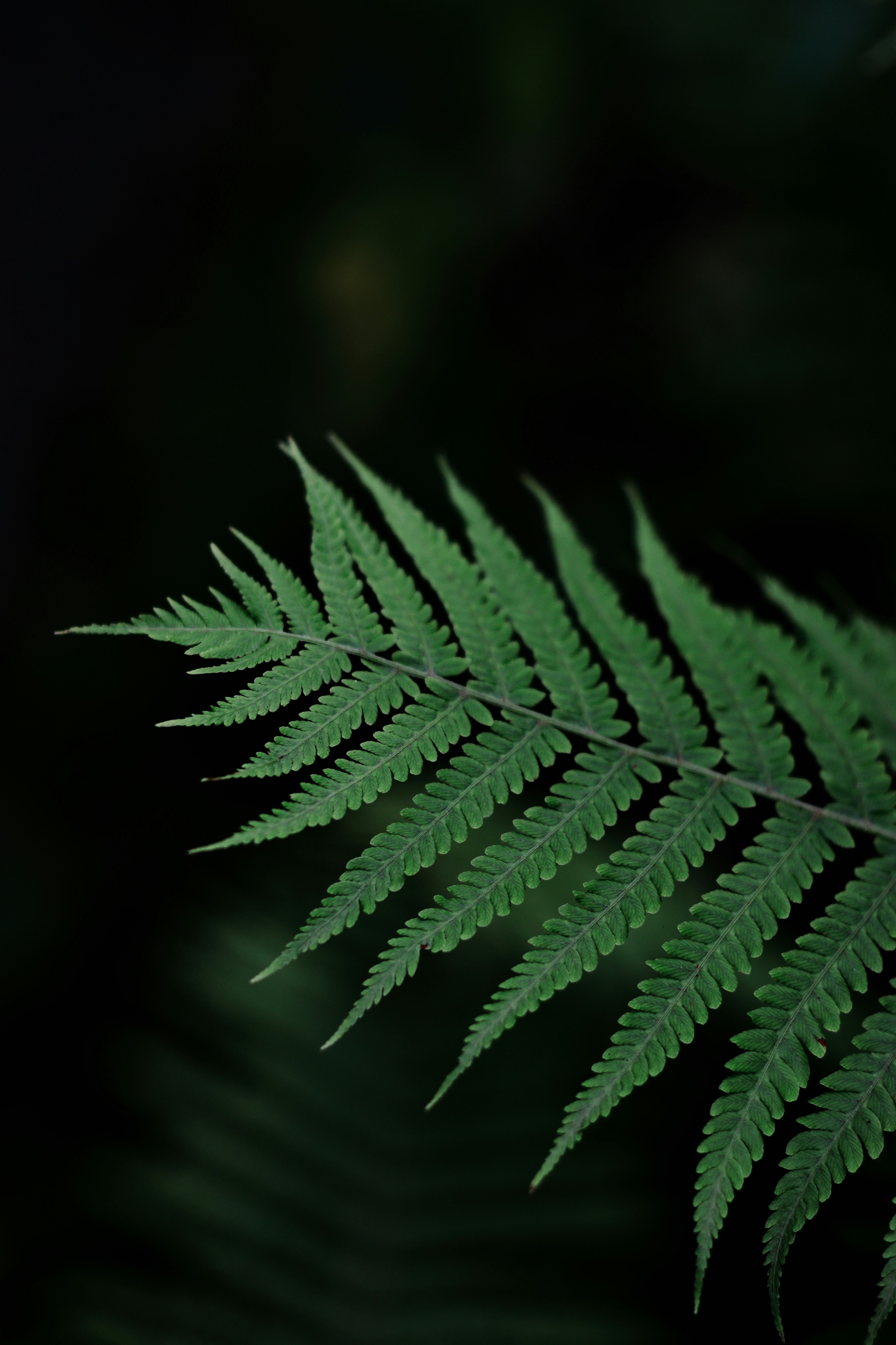 Emerald Frond in Focus: A Close-Up of Fern Fronds Against Velvet Darkness