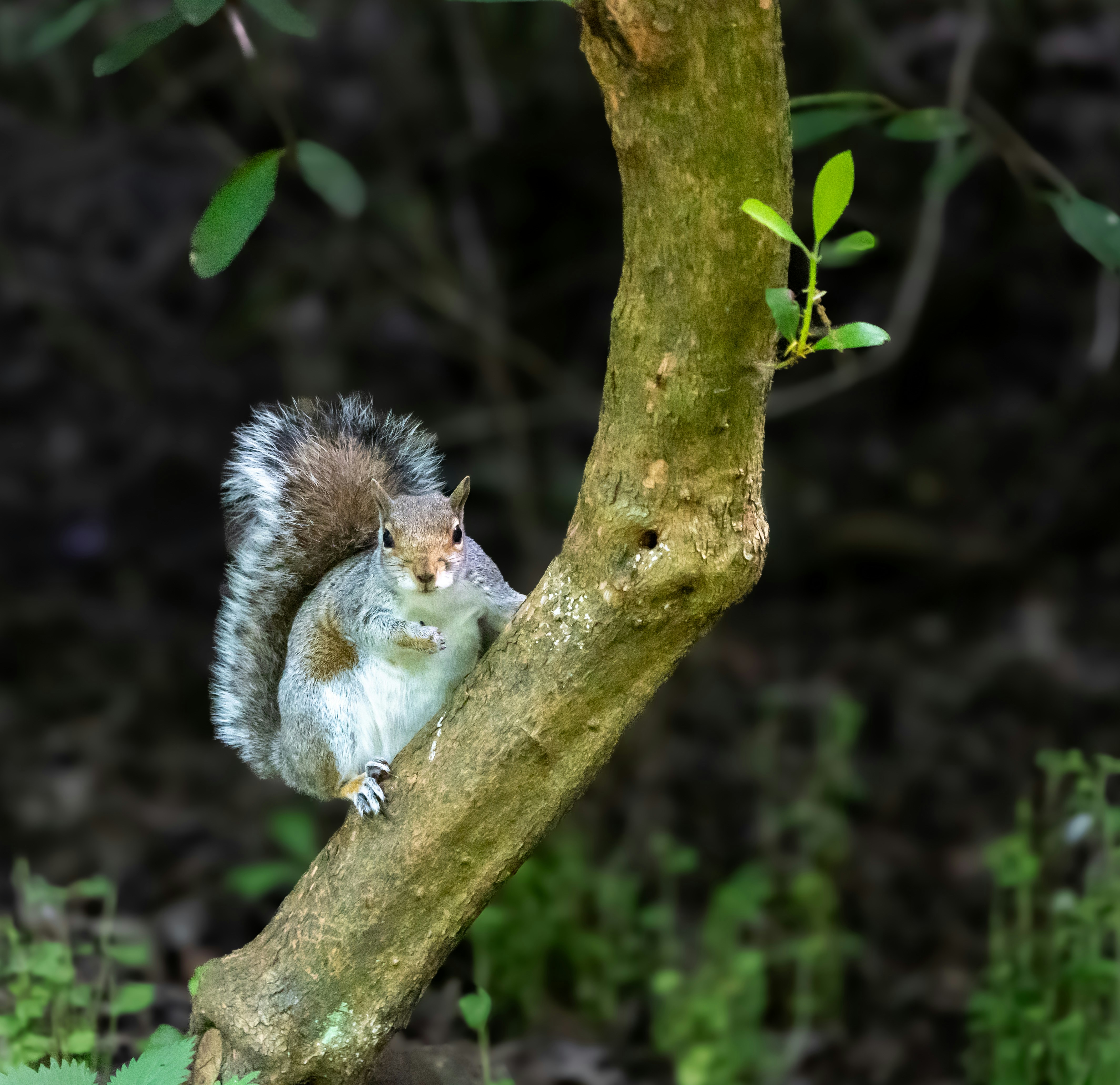 Curious Grey Squirrel Perched on a Trunk Horizon