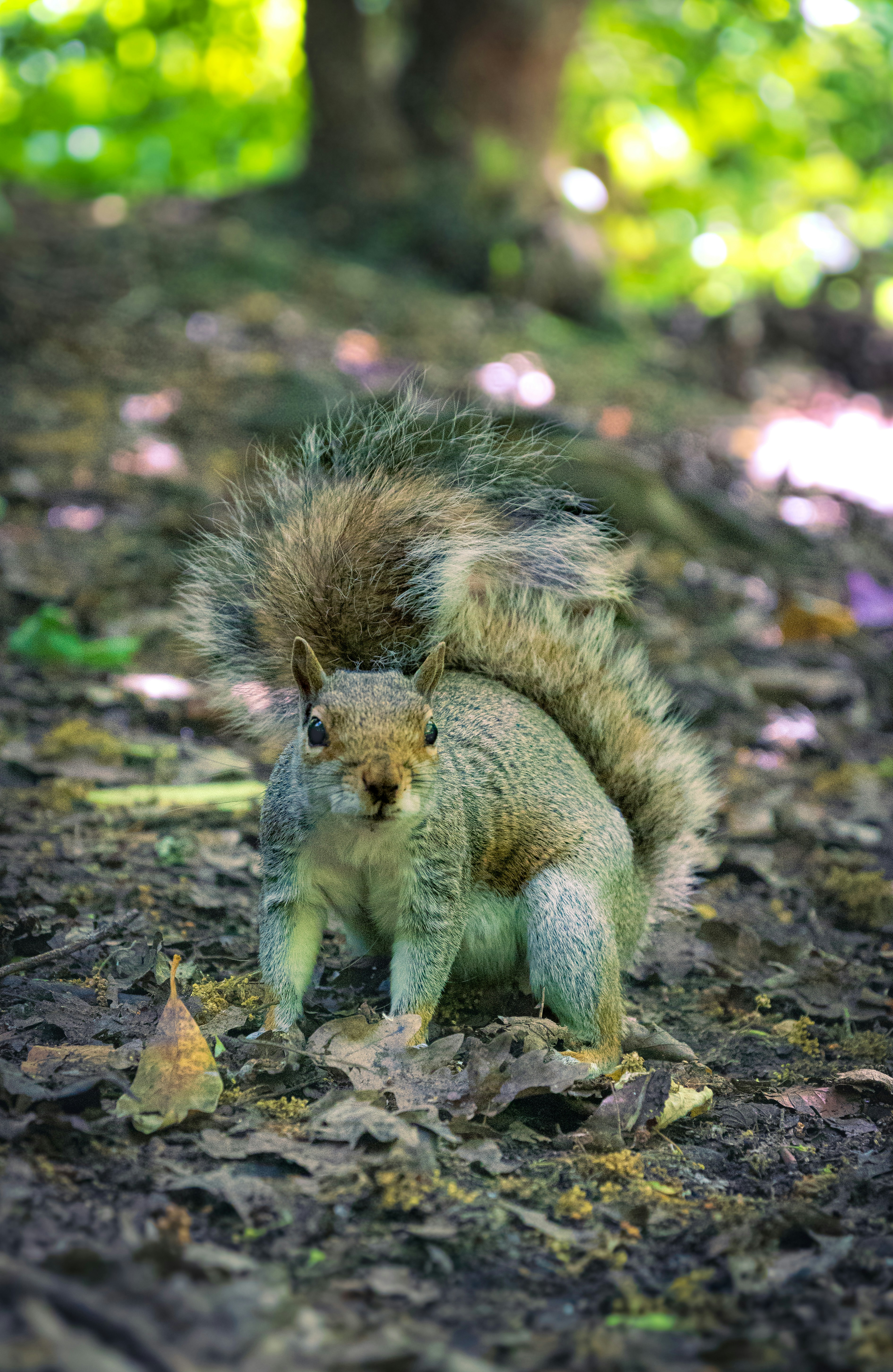 Curious Zest: A Ground-Level Stare from a Squirrel on Forest Floor