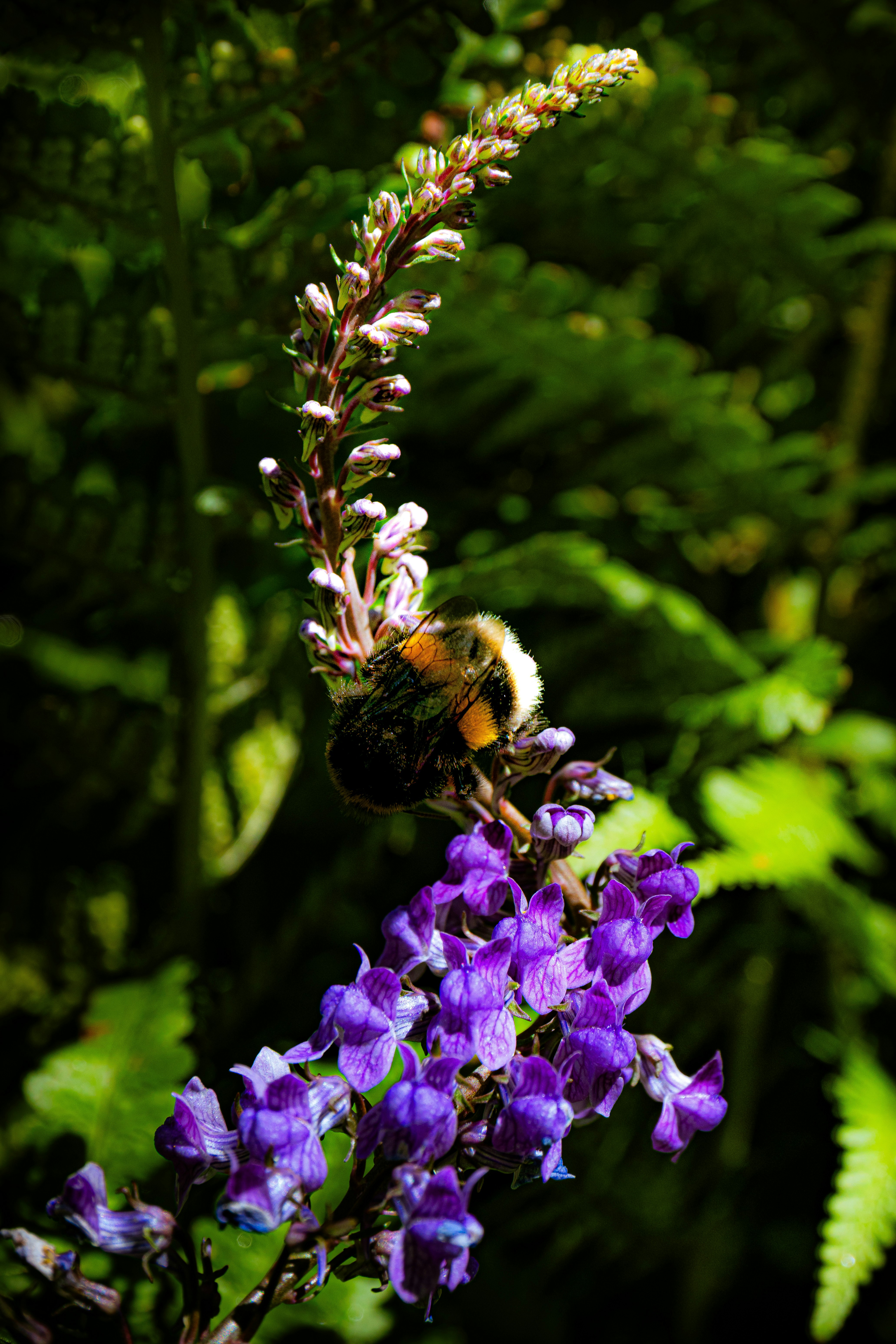 Bumblebee on a Violet Spike: A Quiet Moment in the Garden