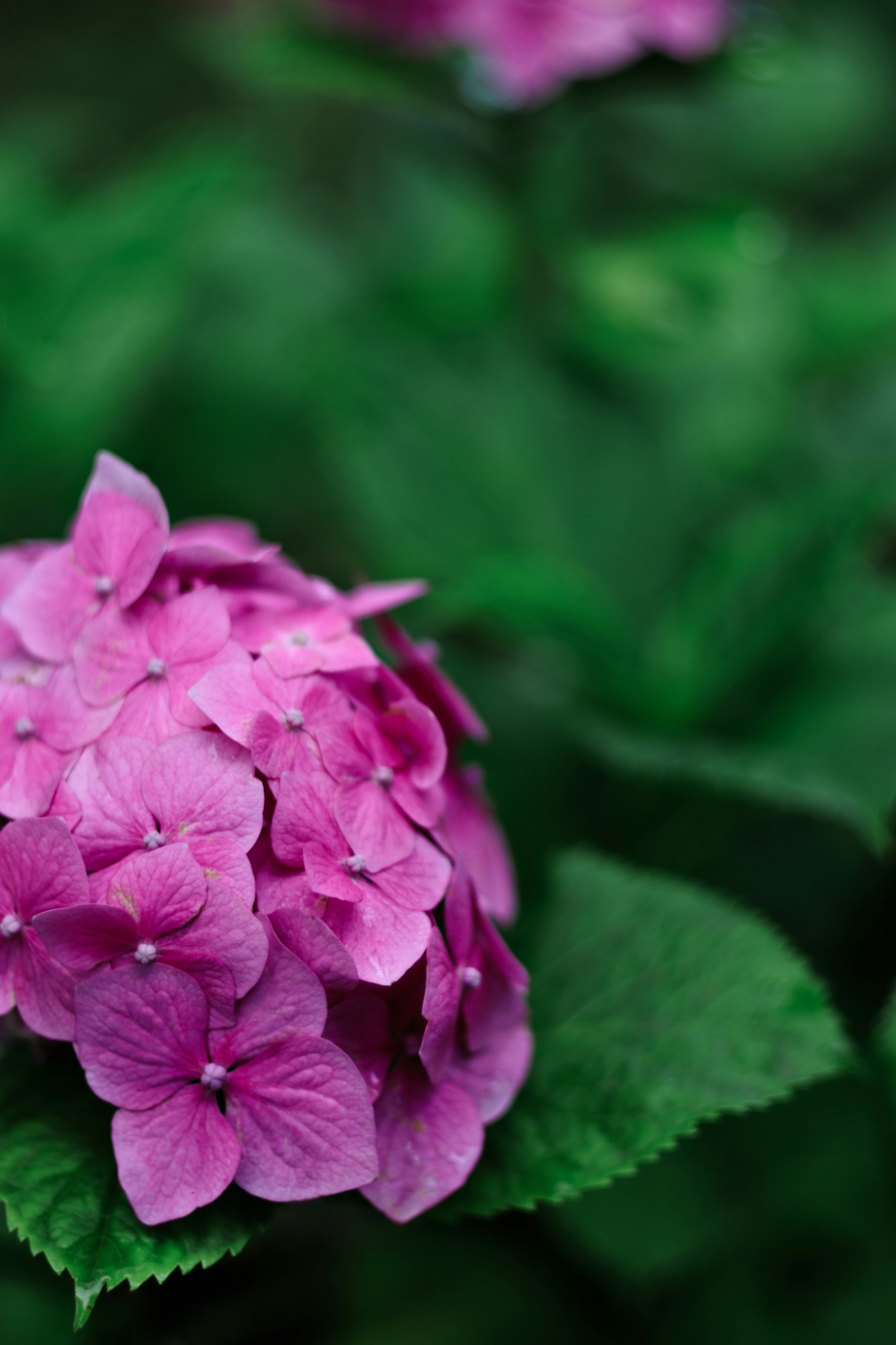 Pink Hydrangea Bloom Anchored by Deep Green Backdrop
