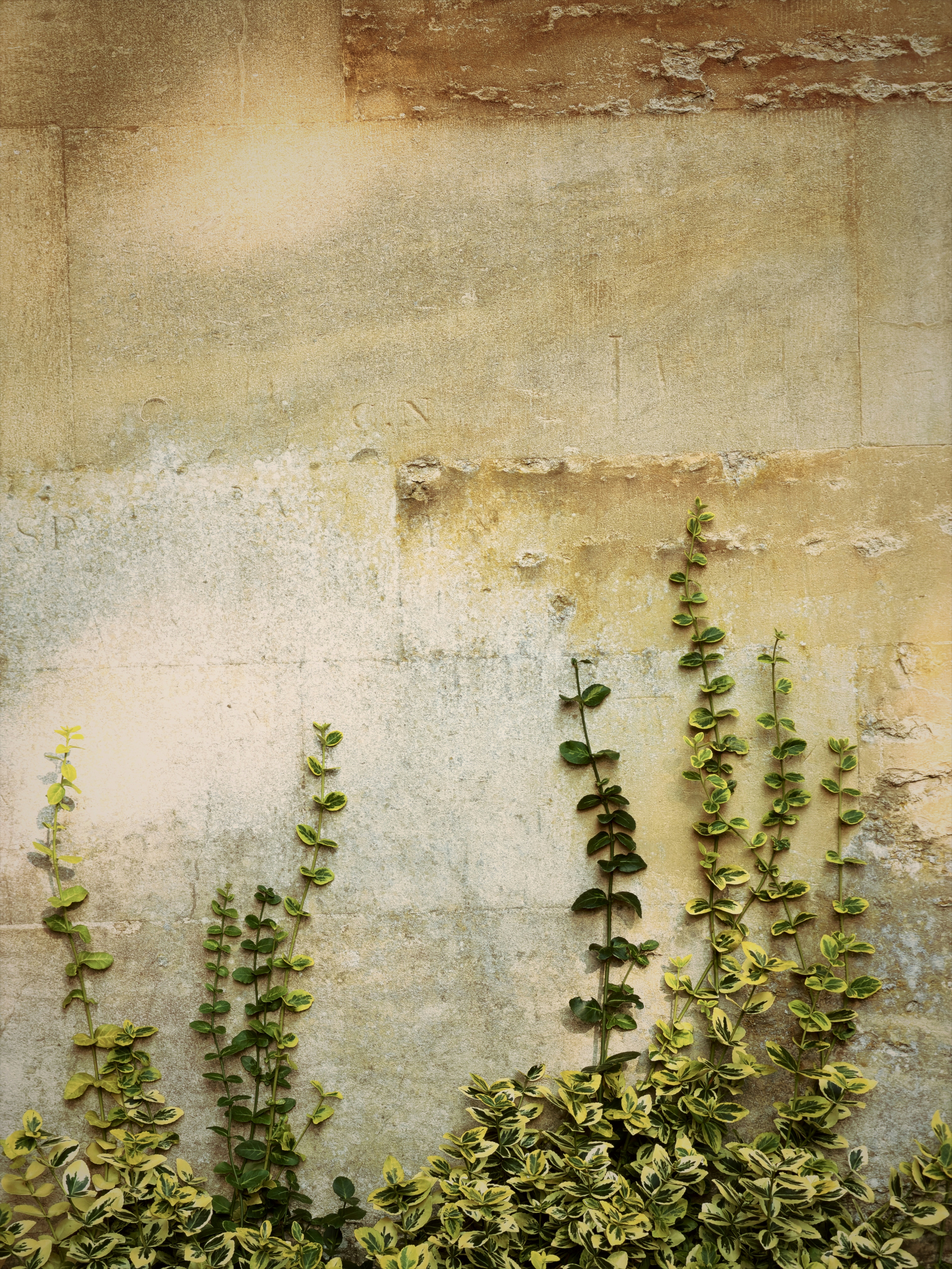 Succulents’ Quiet Rise Against Weathered Stone