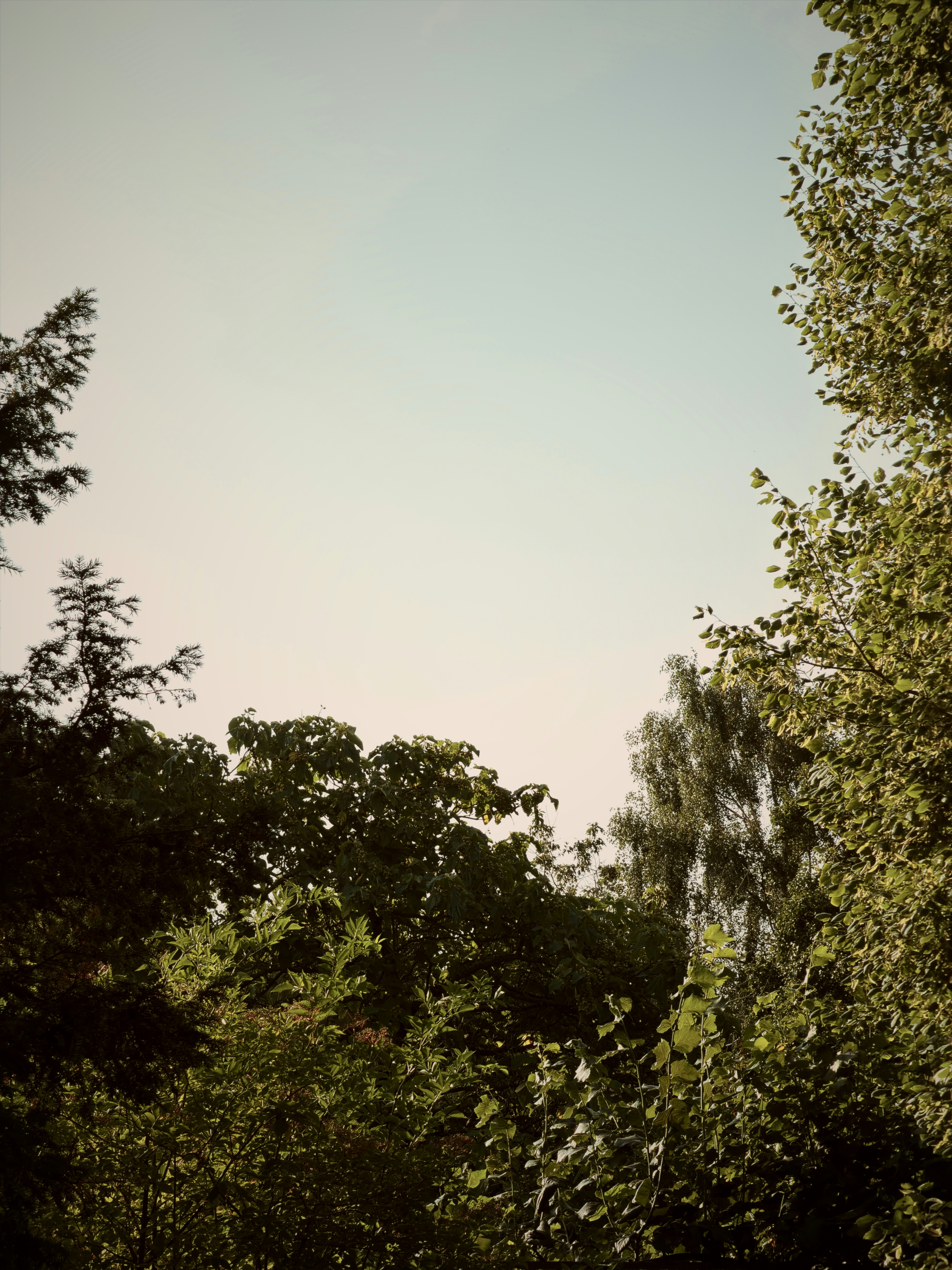 Sunlit Canopy: Quiet Sky Over Verdant Edges