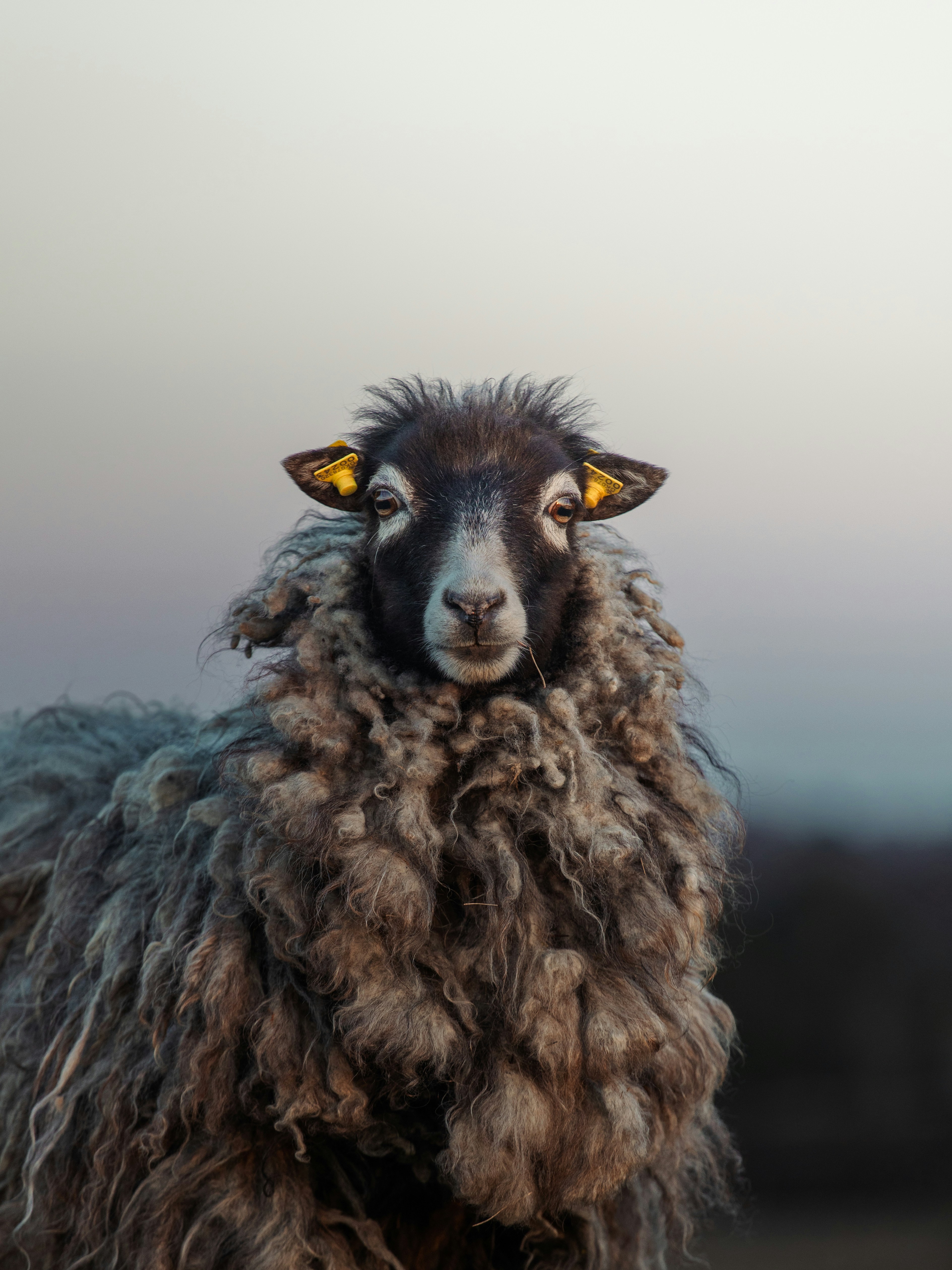 Curious Lamb in Soft Evening Light