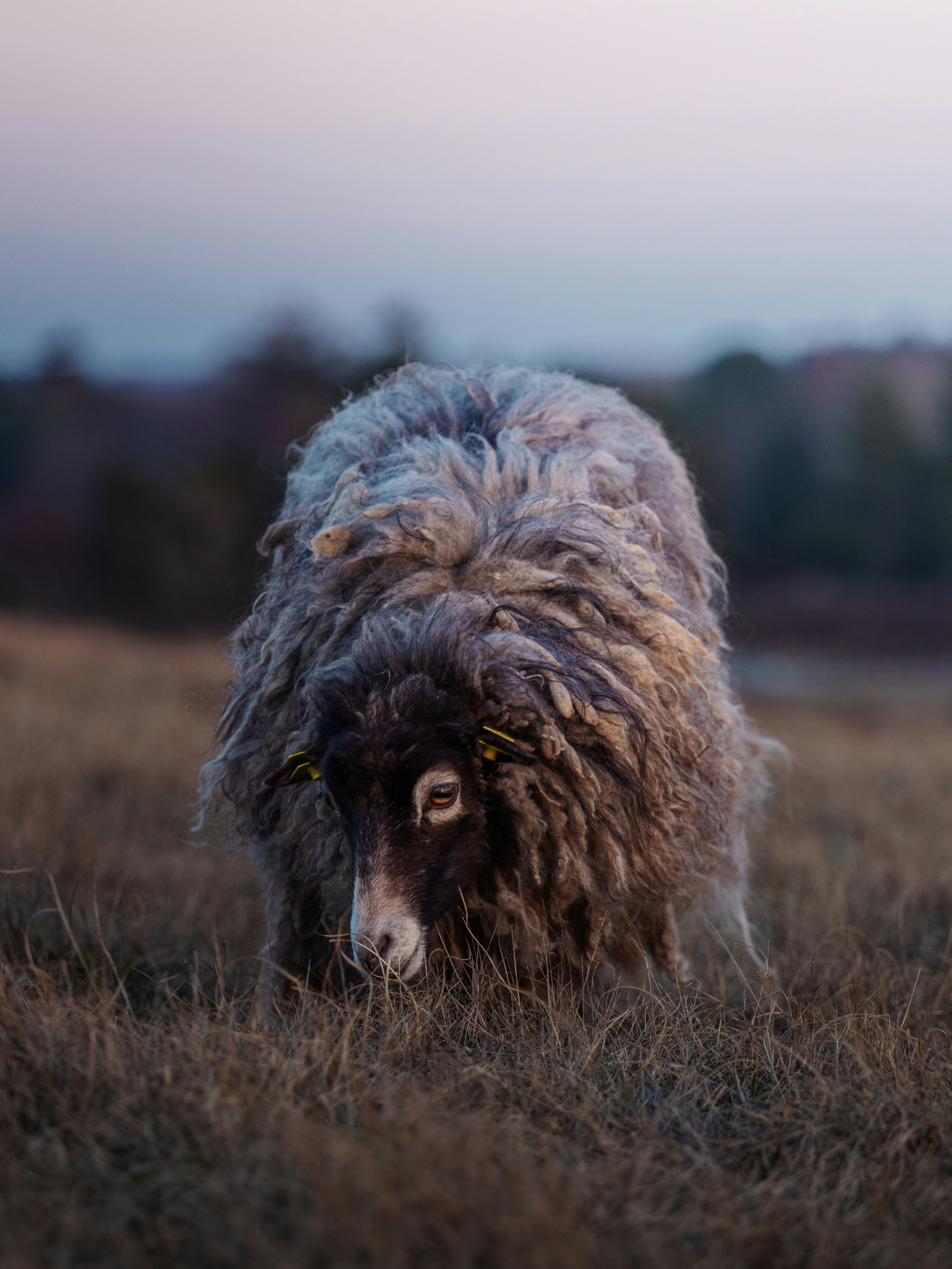 Shepherd in Twilight Pasture: A Woolly Silhouette