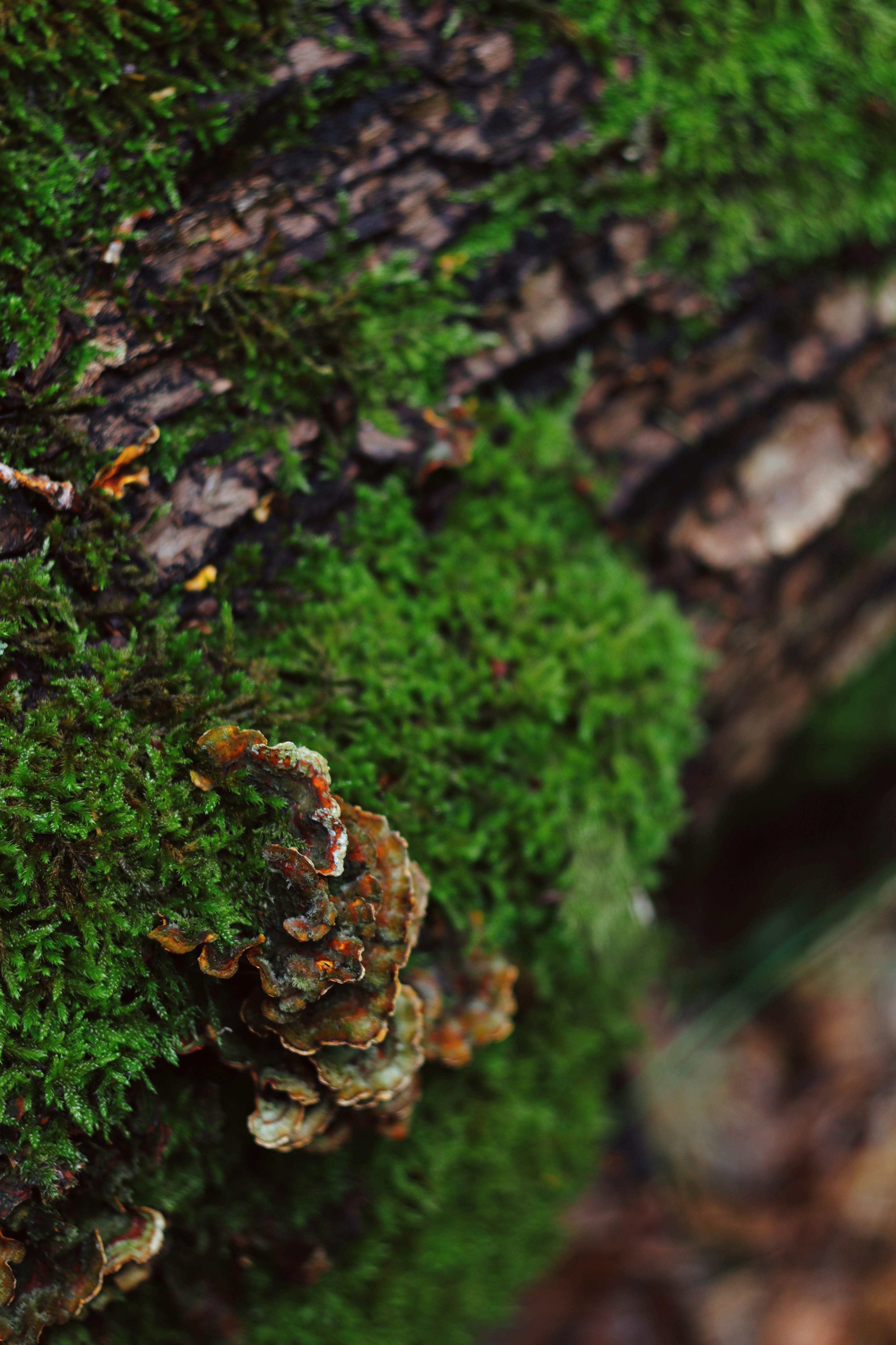 Mossy Cliffside Portrait: Quiet Palette of Green and Earth Tones