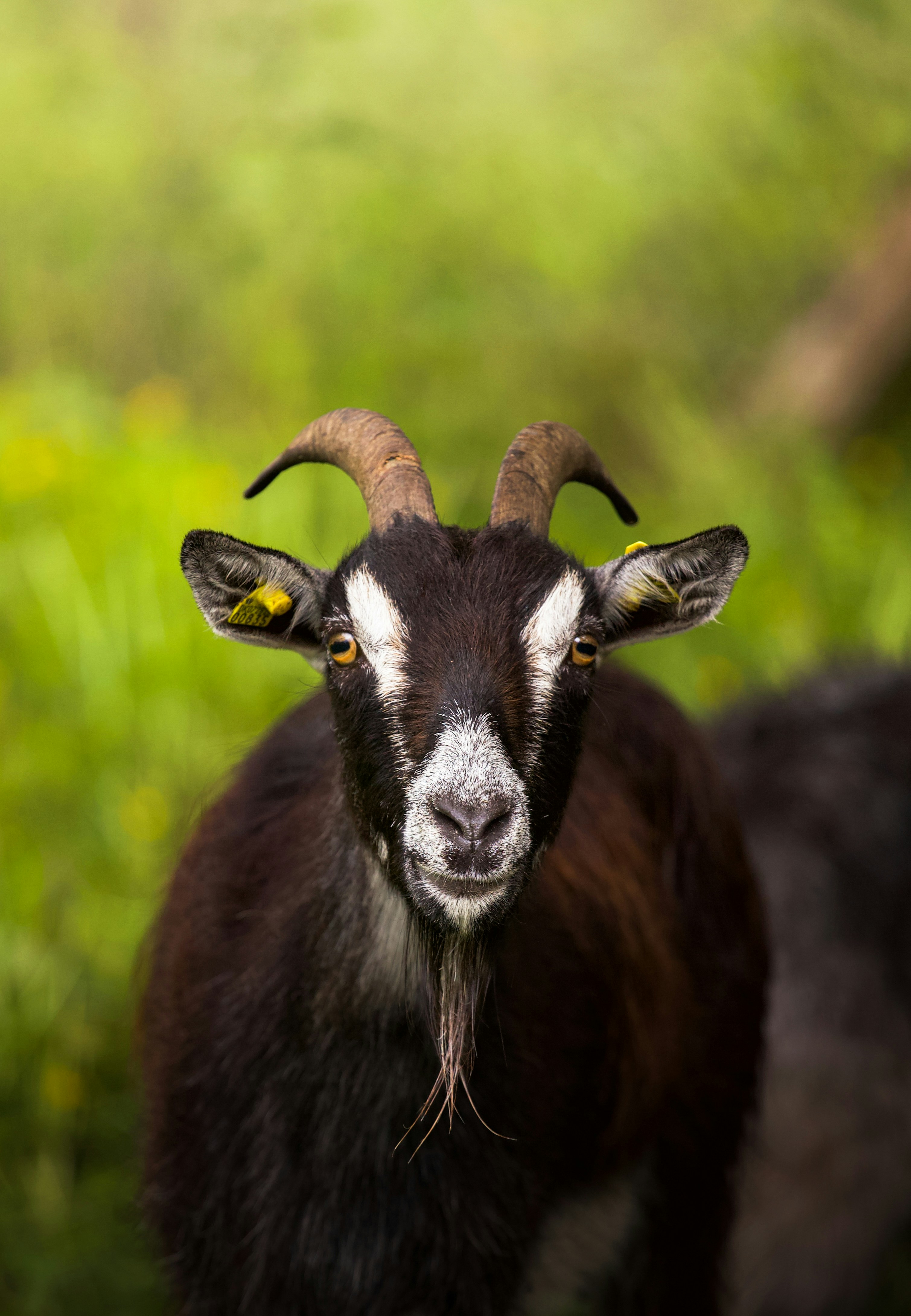 Direct Gaze: A Curious Goat Surrounded by Spring Greens