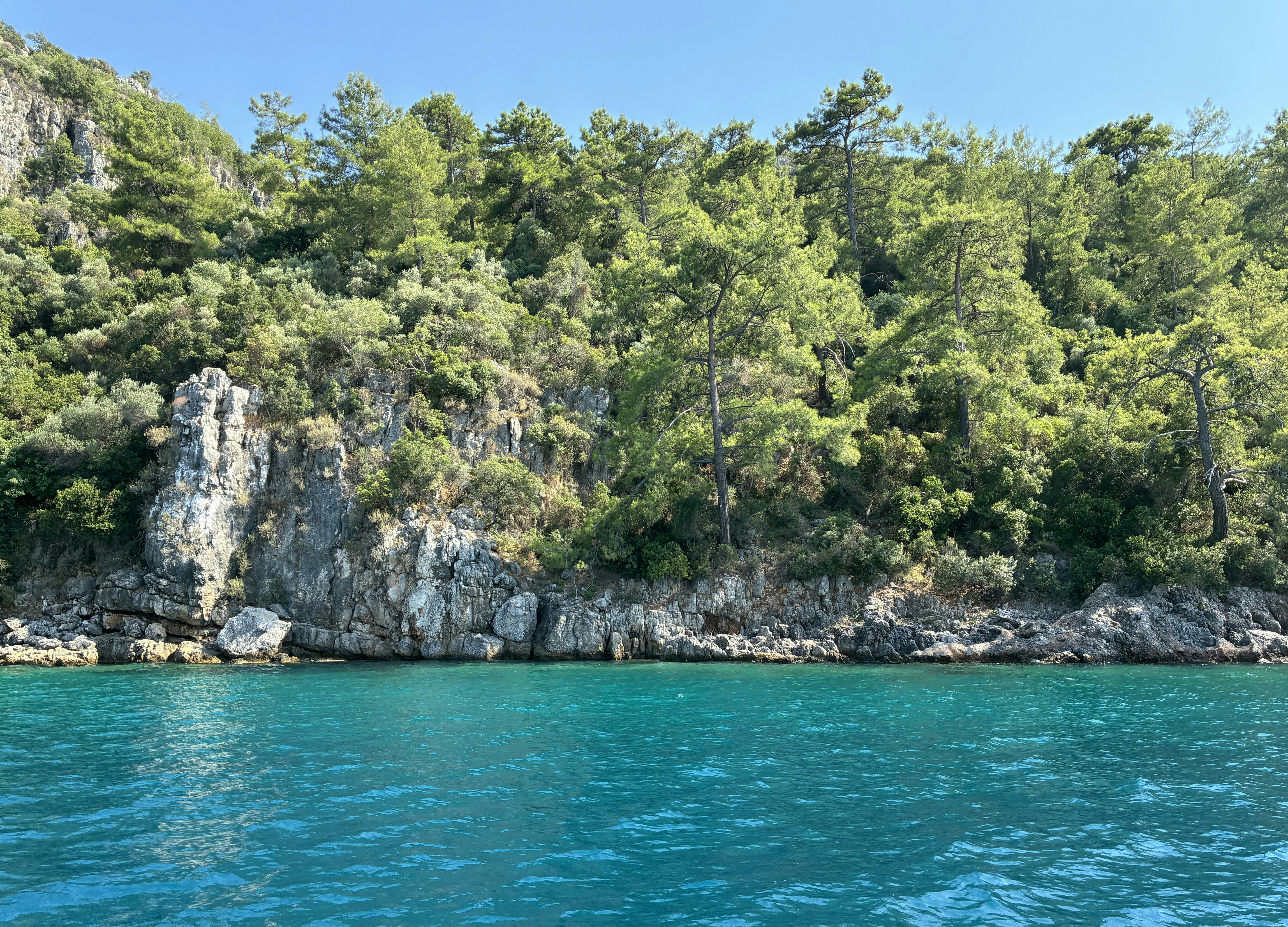 Bright turquoise water lapping a rocky shore with pine trees along a sunny coastline.