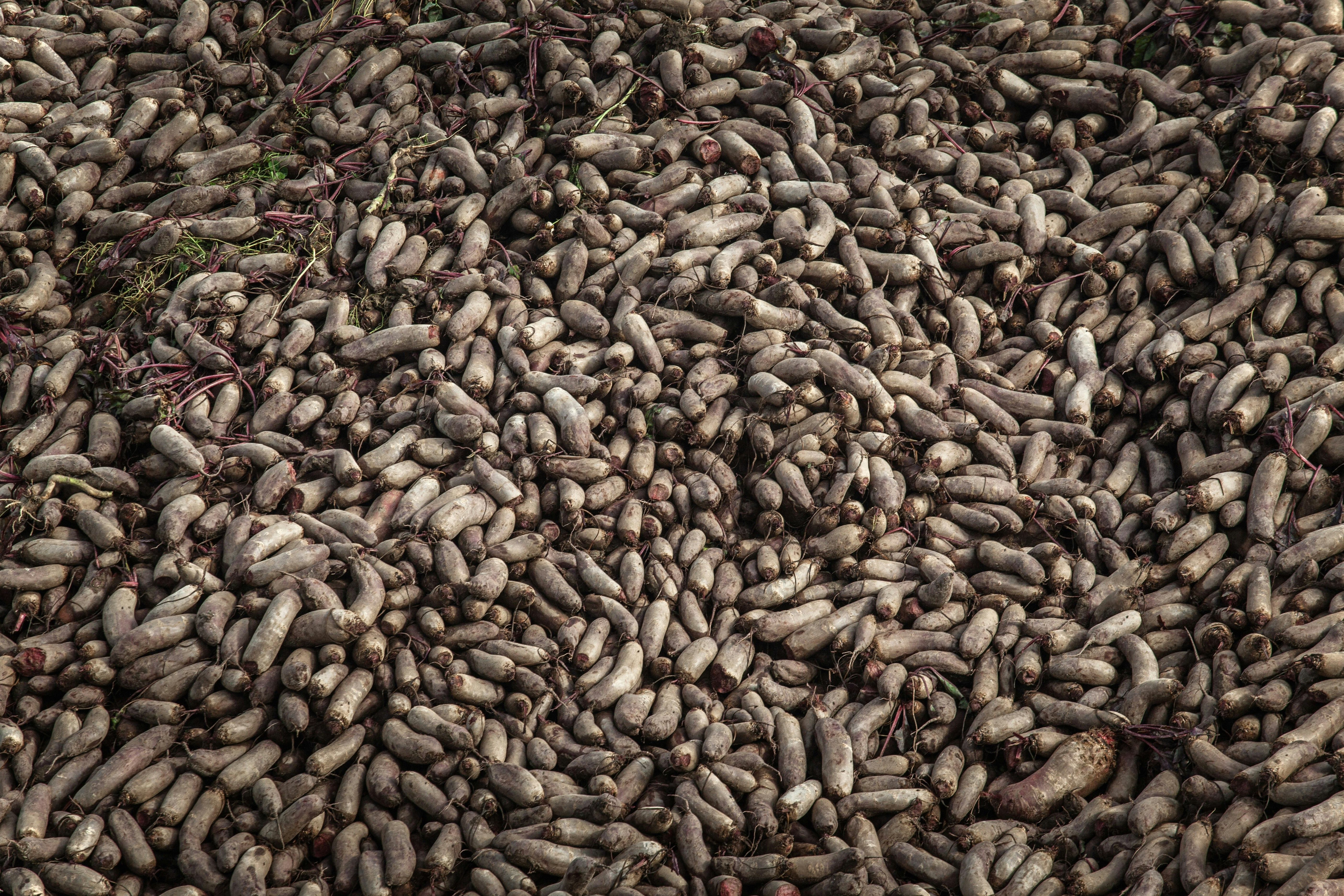 Dense Bed of Purple-Russet Seeds