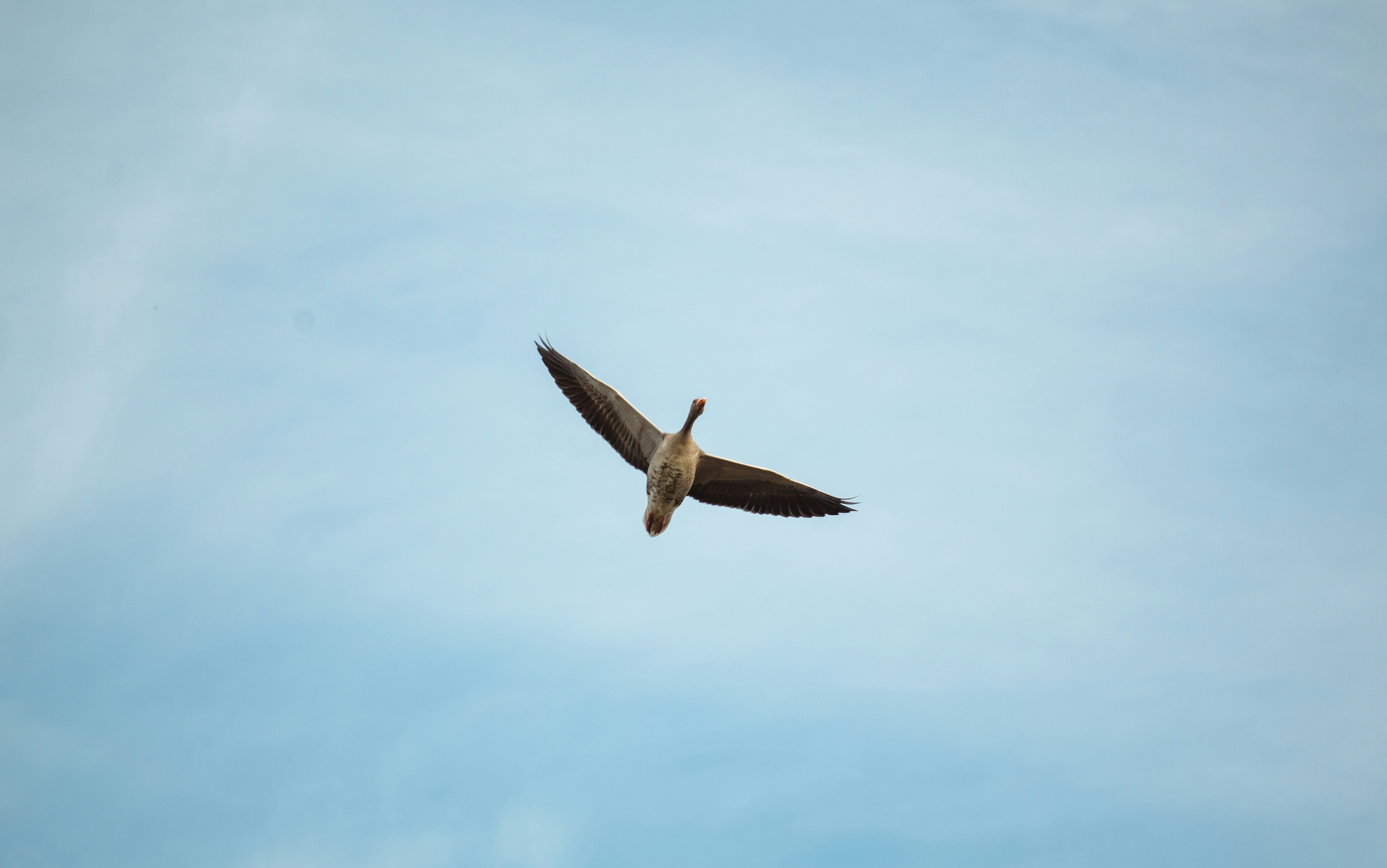 Azure Sky Wanderer: A Lone Falcon in Open Blue