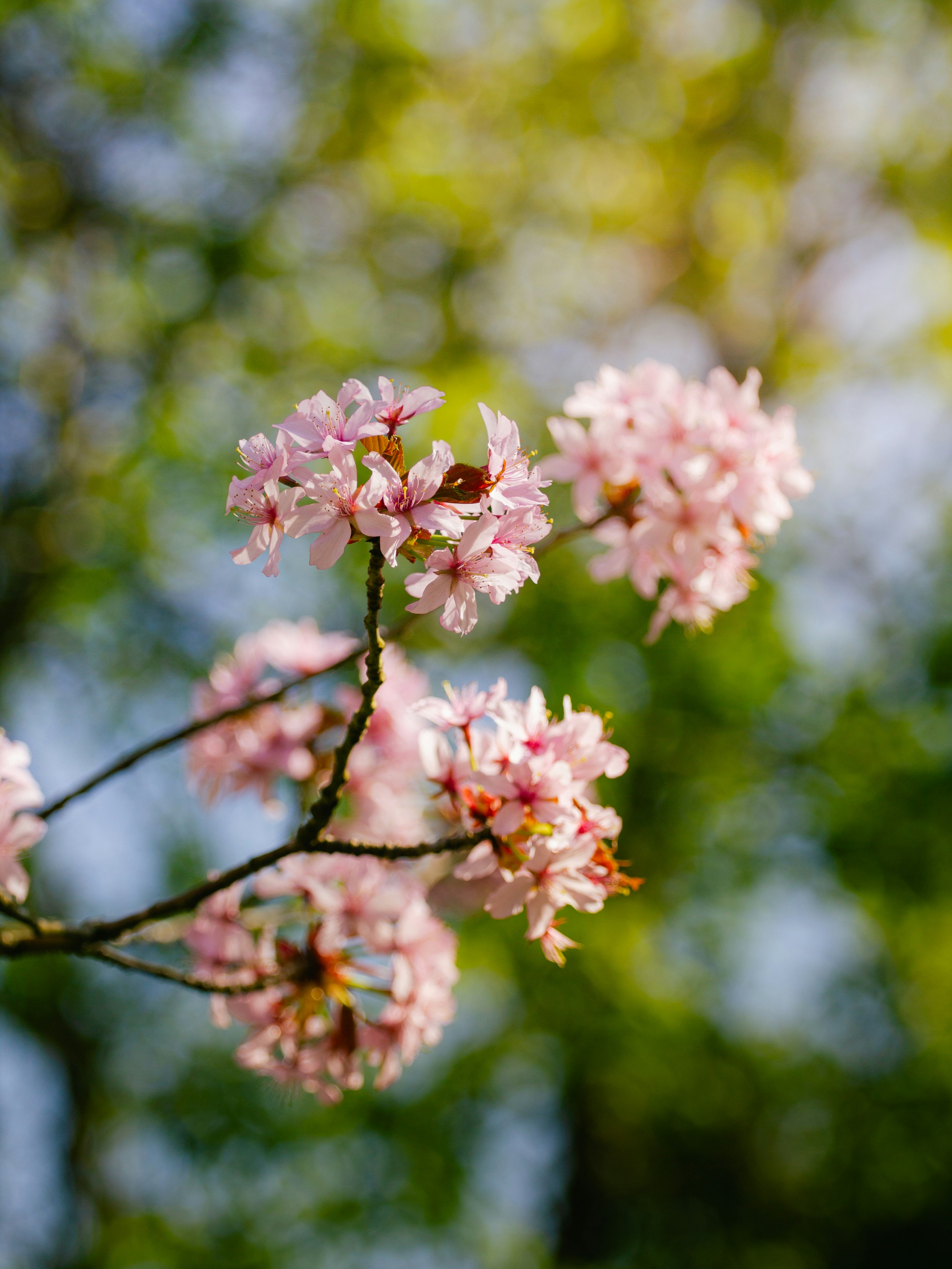 Soft pink sakura blossoms on a branch with a bokeh green-yellow background, highlighting the flowering detail and branch structure.