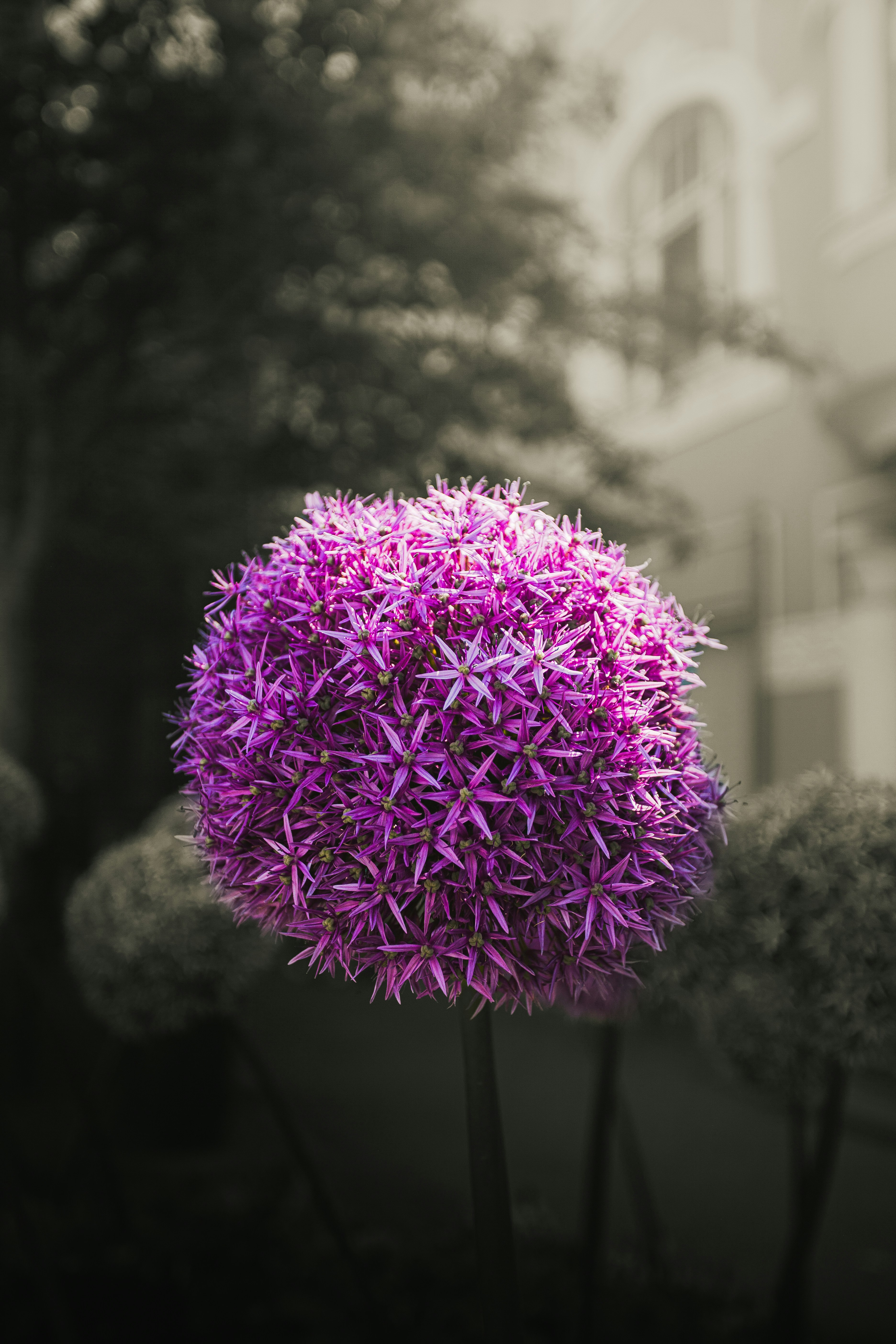 Purple Orb: A Bloom of Color Against Quiet Facades