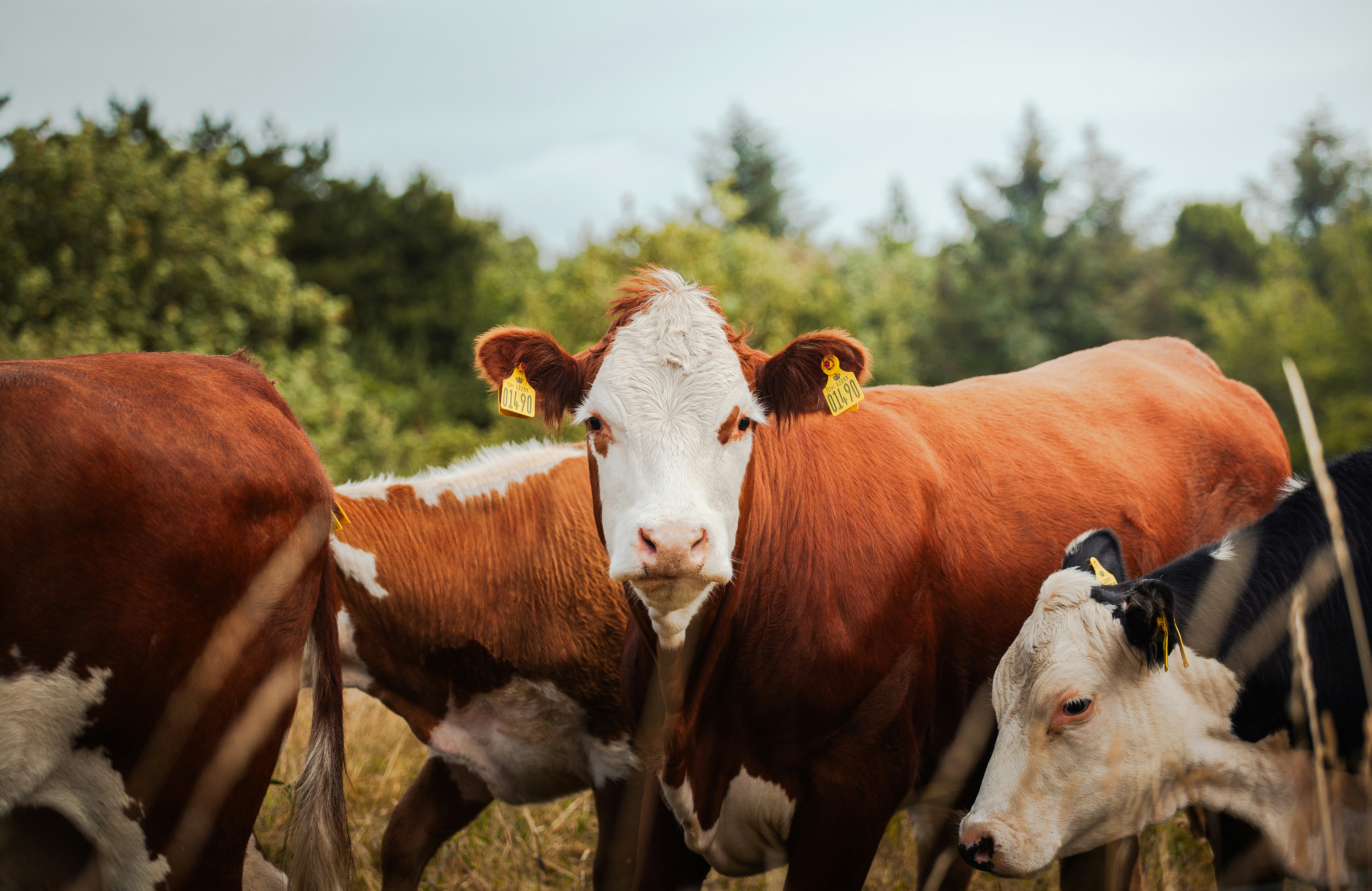 Centered Gaze: A Trio of Cattle in a Sunlit Field