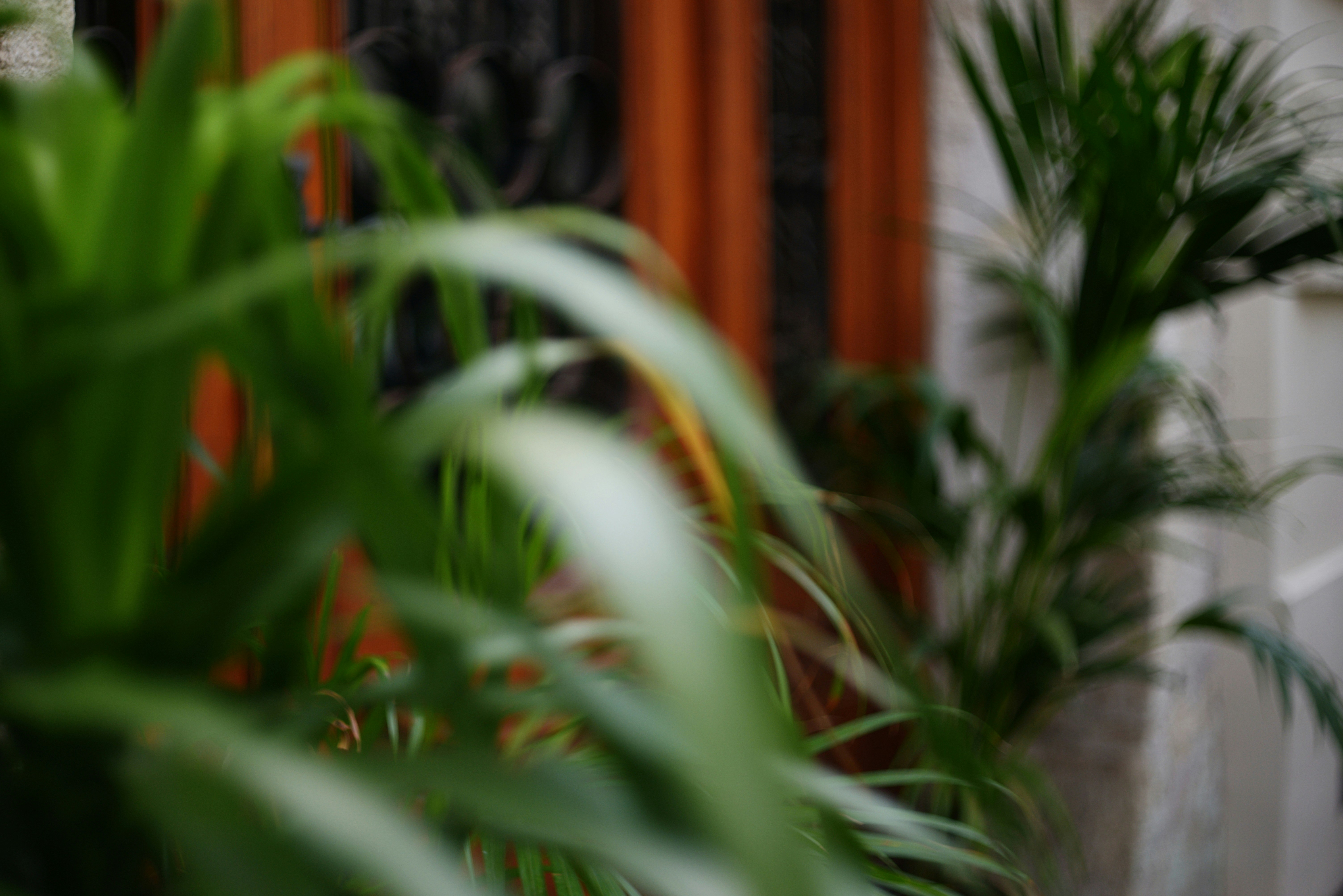 Green Foliage in Soft Blur by Doorway