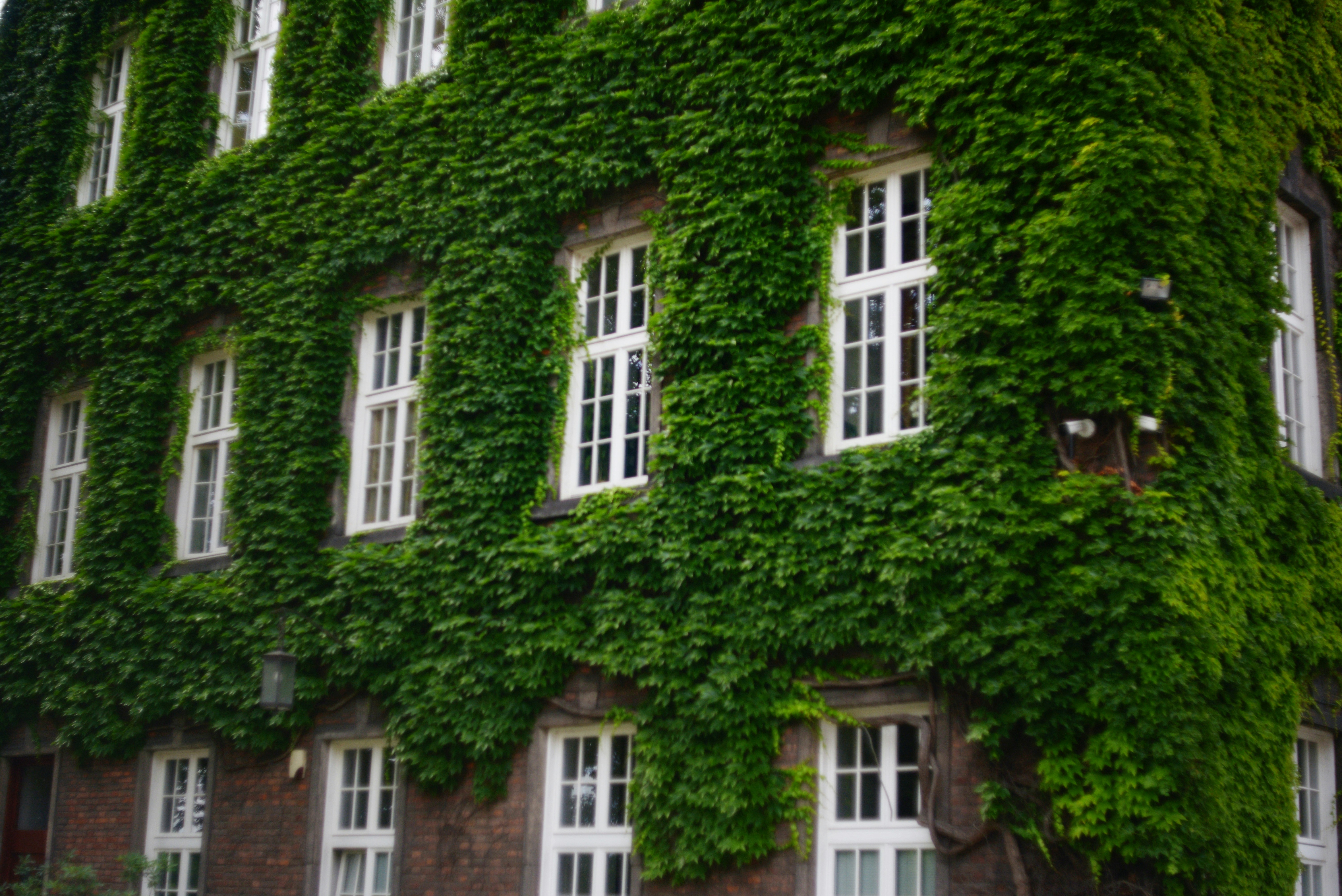  ivy-clad facade: rows of white-framed windows emerging from a green wall