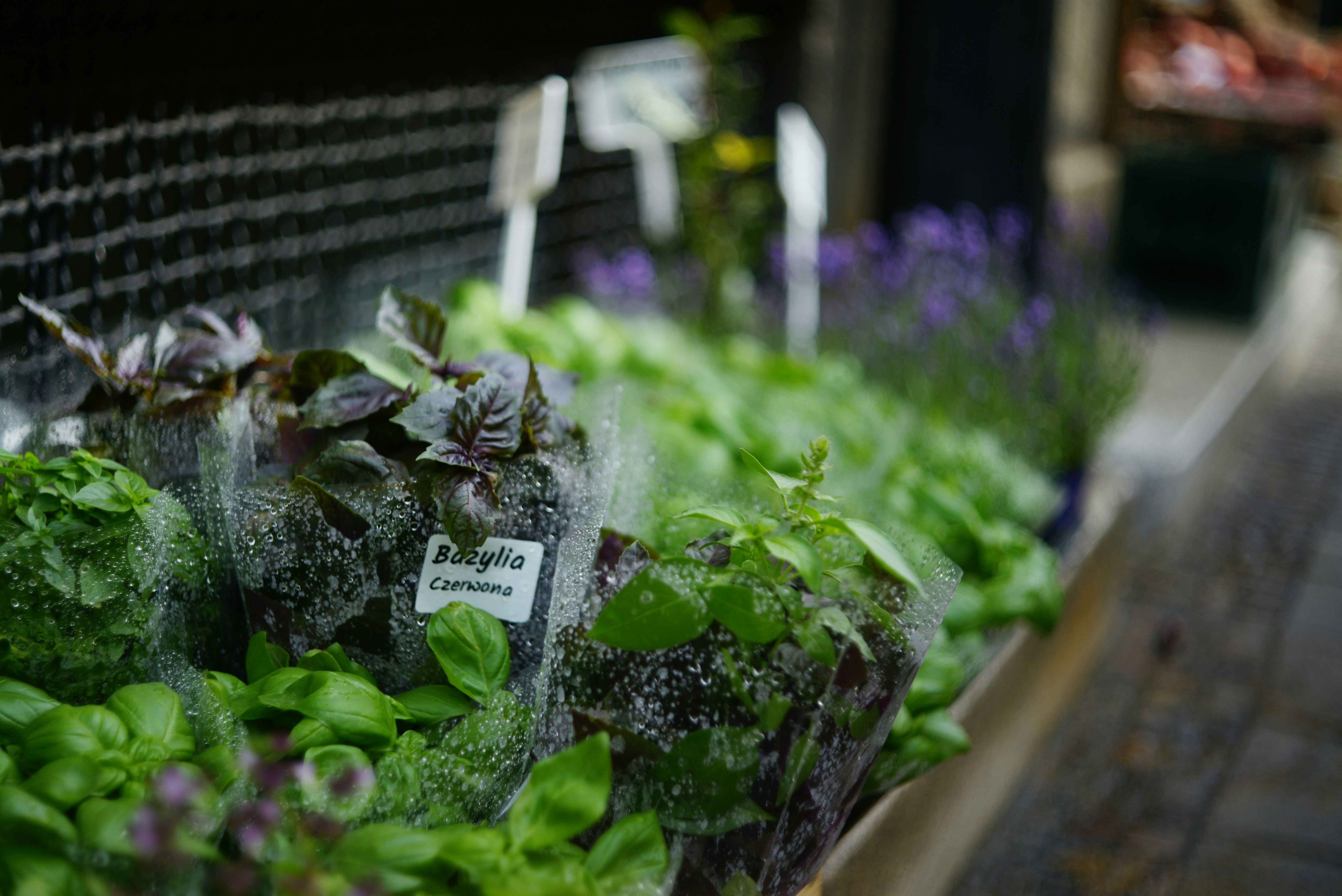 Fresh Basil Rows: Dew-kissed Leaves in a Garden Border