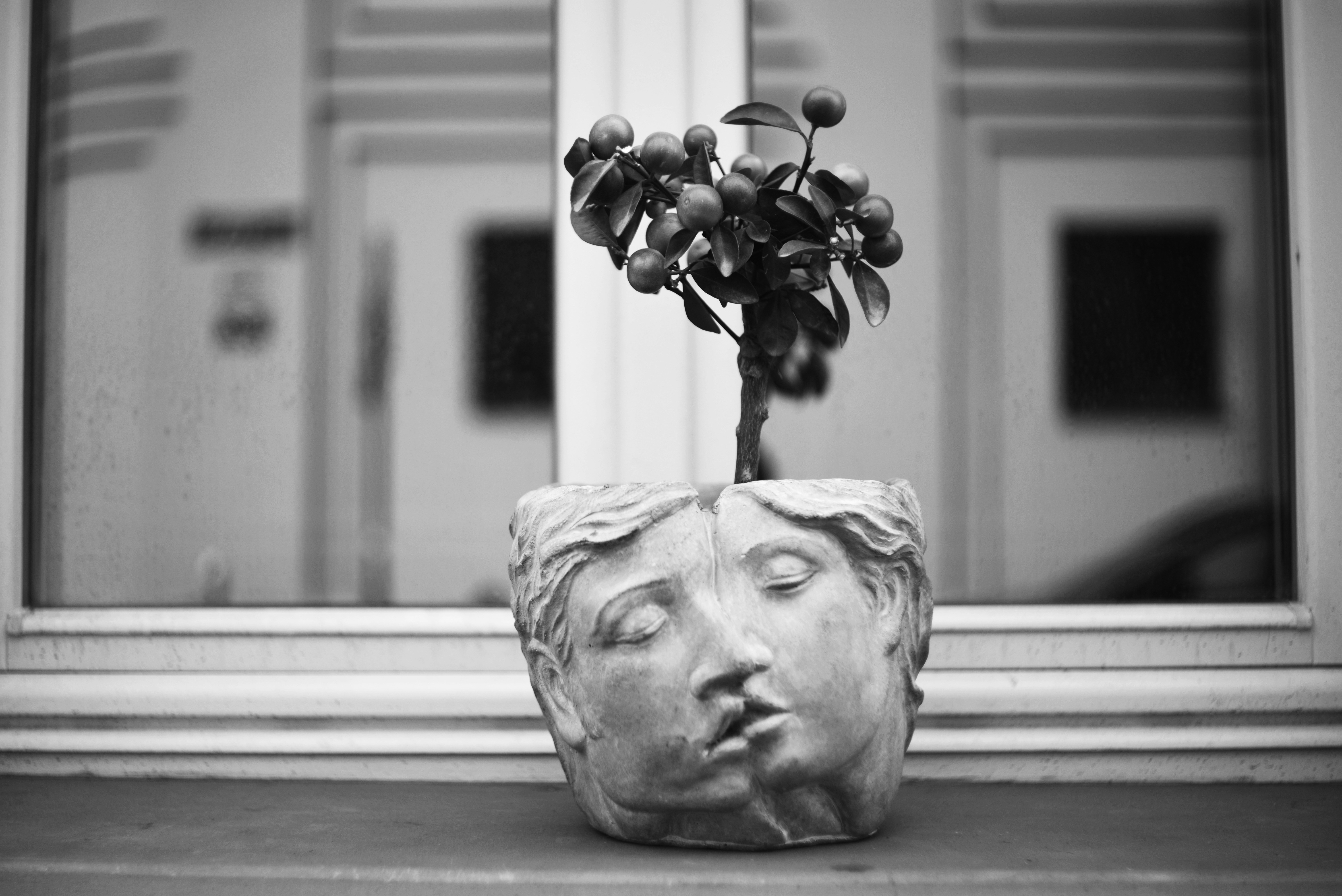 Split Kiss in Whiteframe: A Plant in a Whispering Potscape