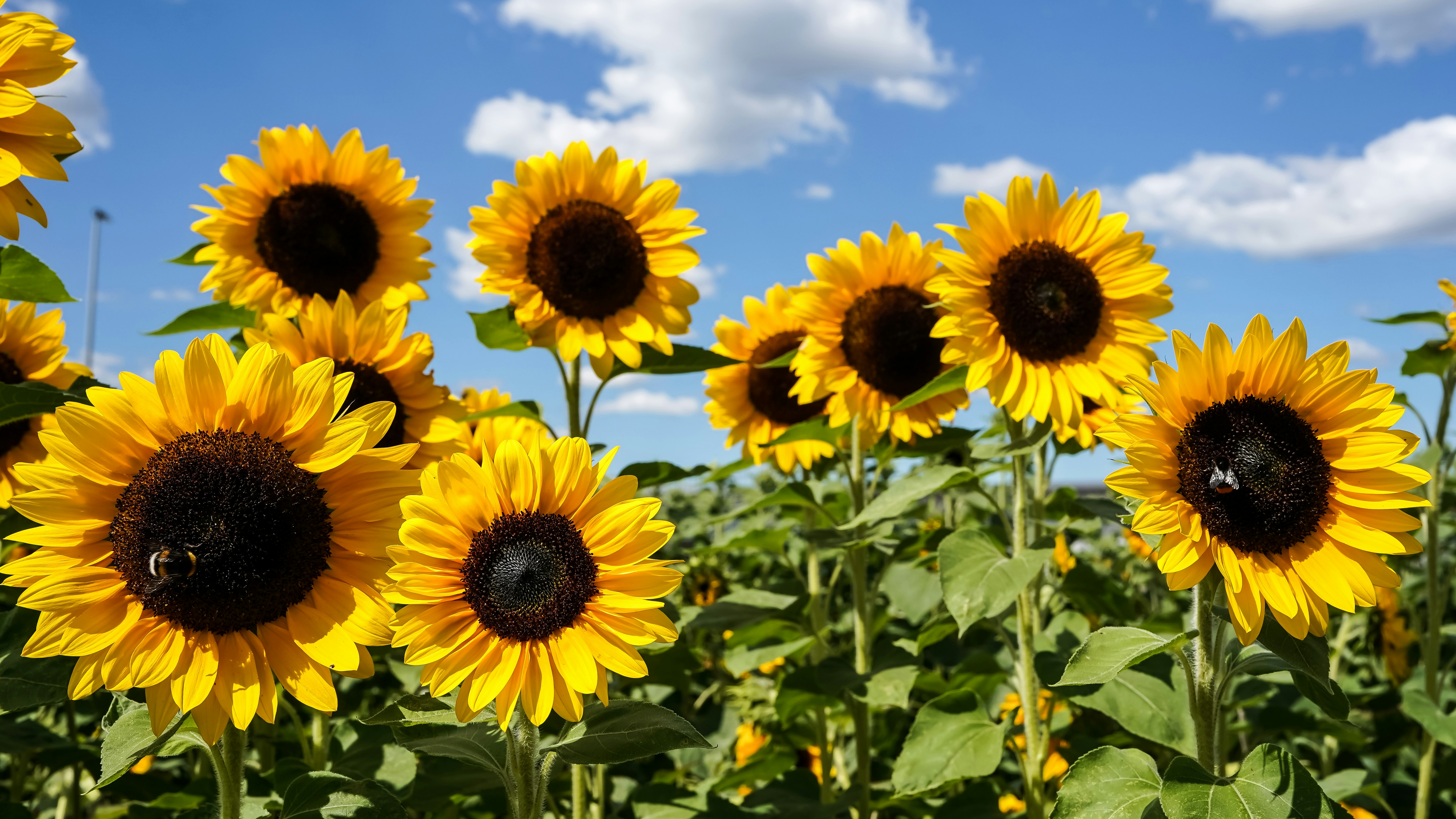 Golden Circle: A Field of Sunlit Sunflowers under a Brilliant Sky