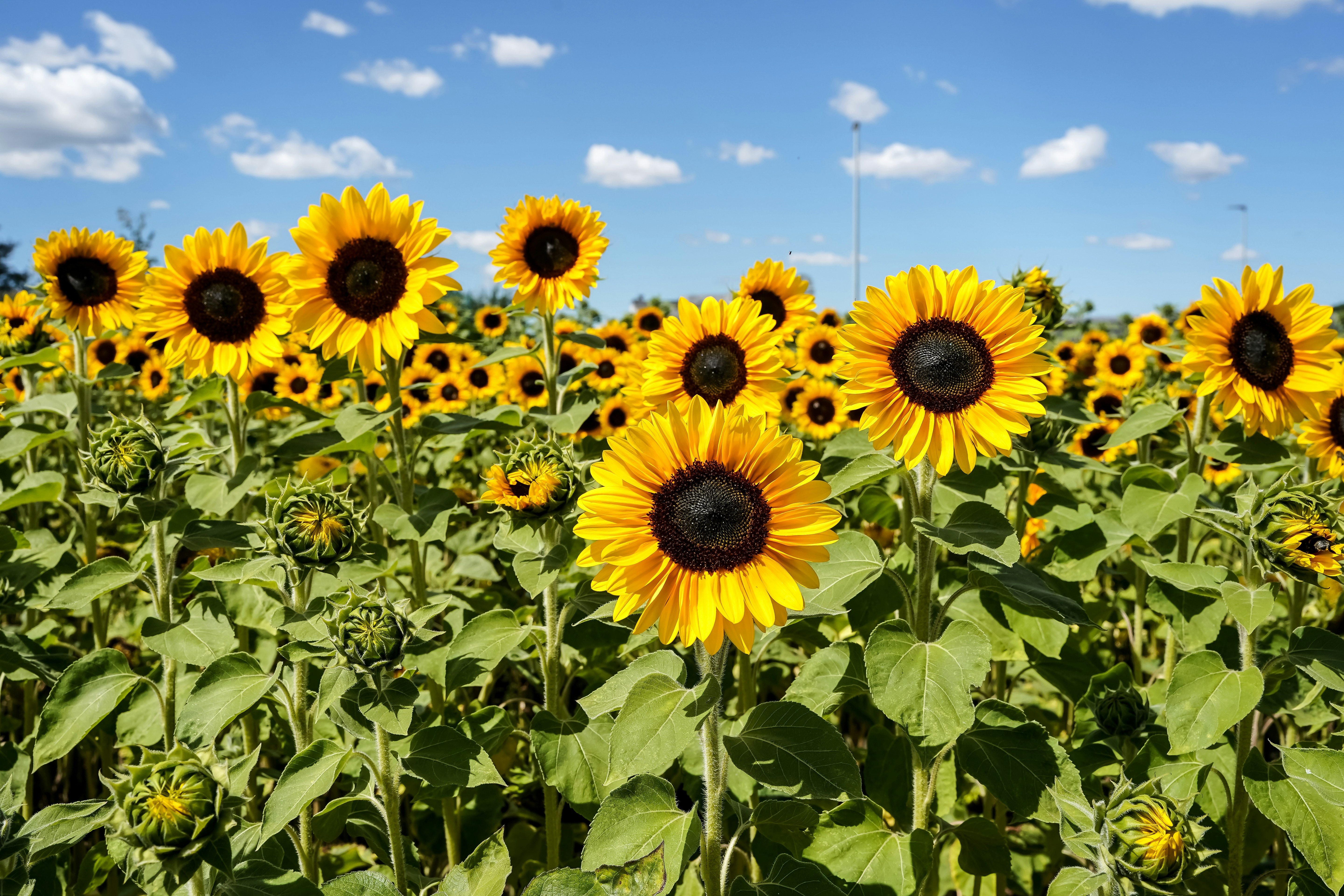 Sunlit Faces: A Sea of Sunflowers Reaching for the Sky