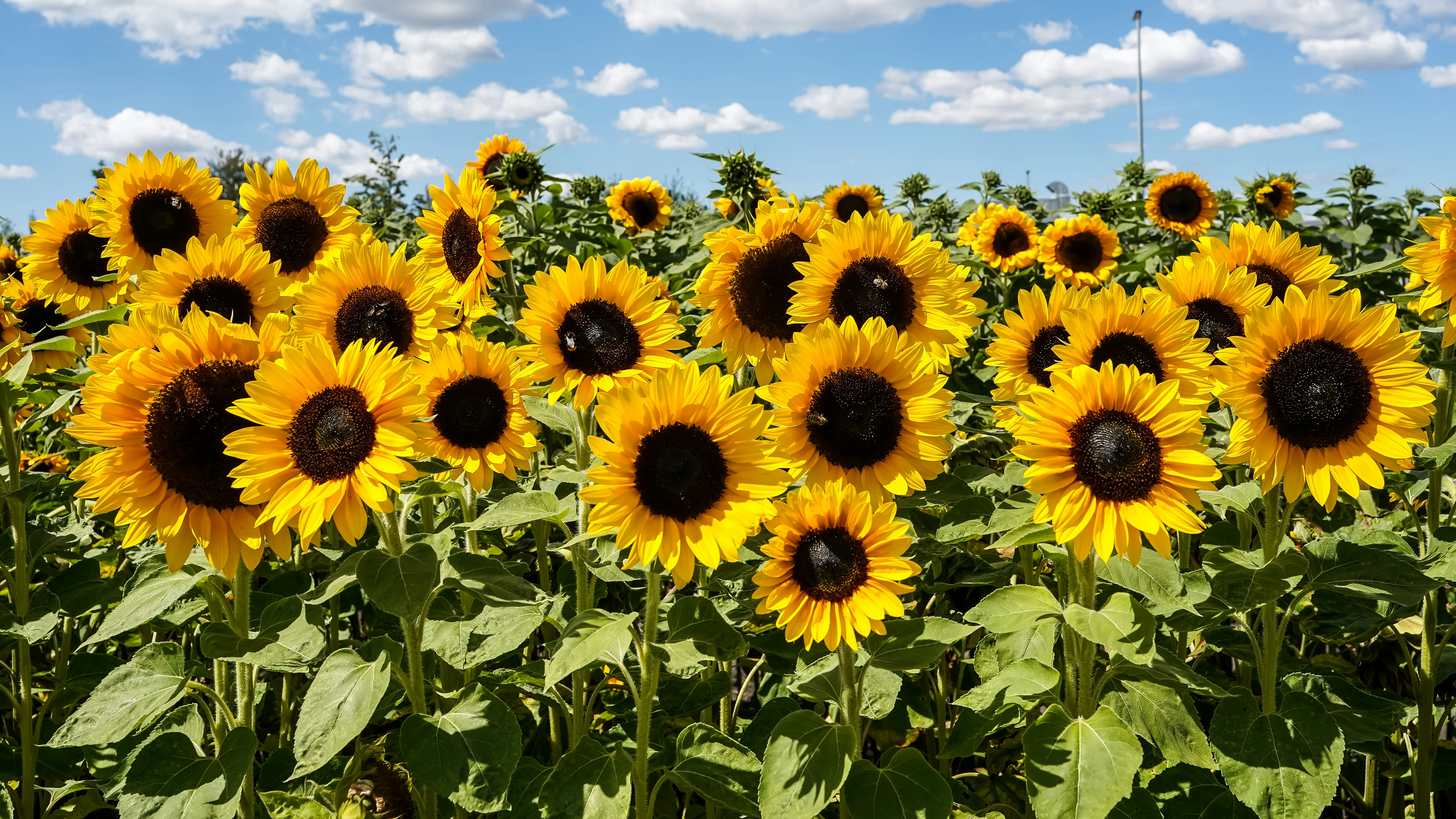 Sun-kissed sea of sunflowers on a bright summer day