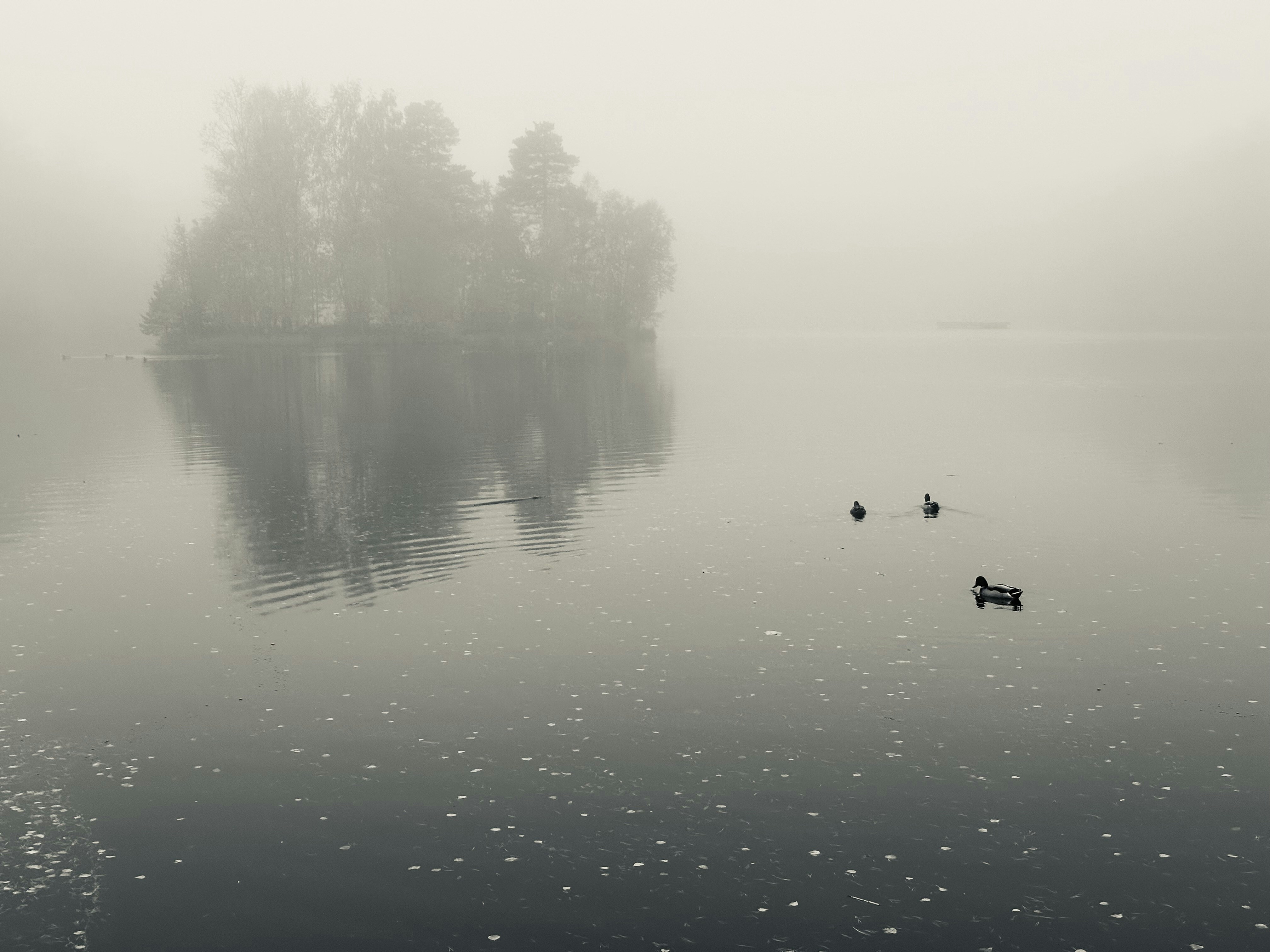 Mist-kissed Island: Quiet Ducks on a Dim Lake