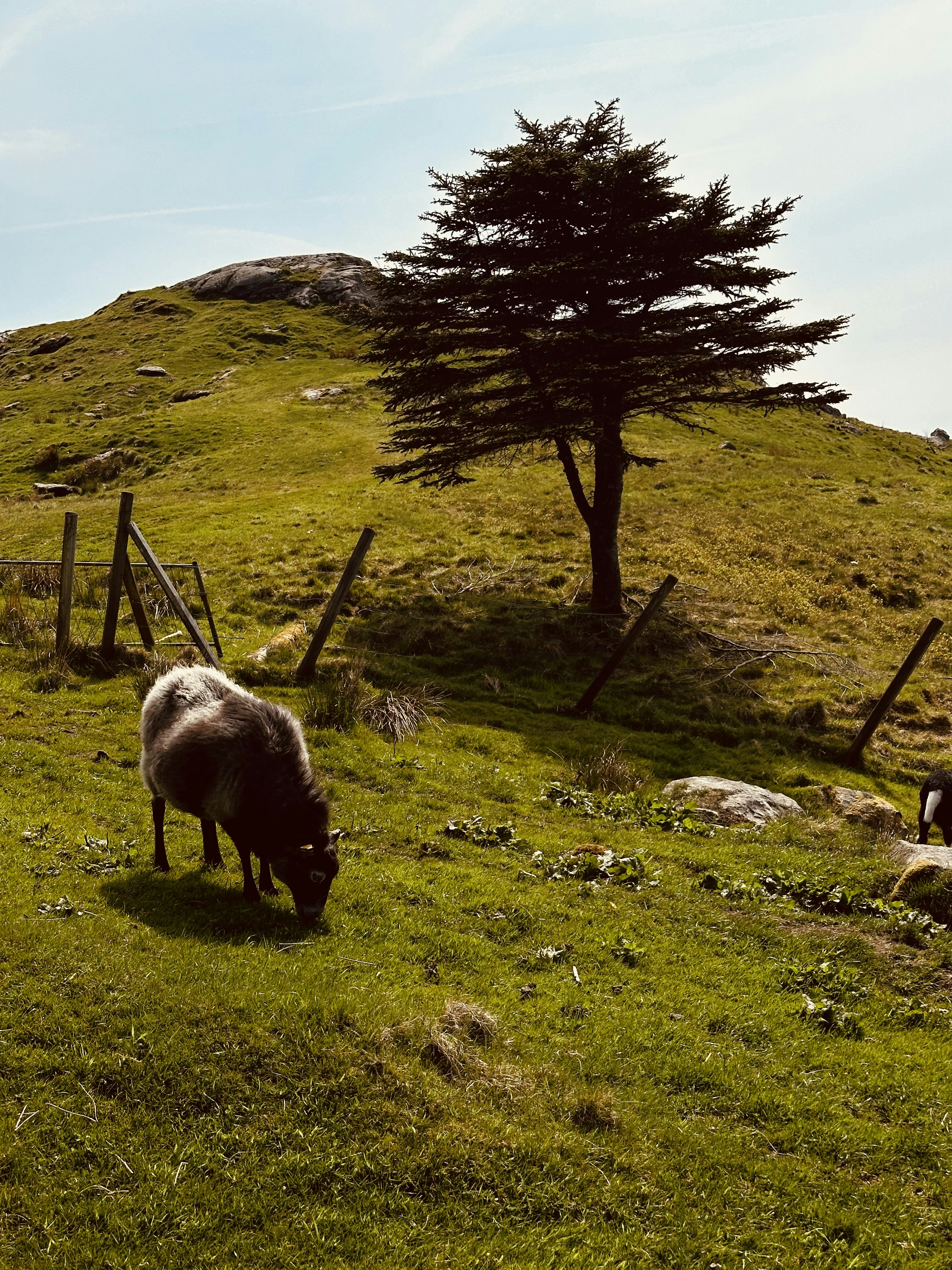 Pasture Sentinel: Lone Tree and Grazing Sheep on a Rolling Hill