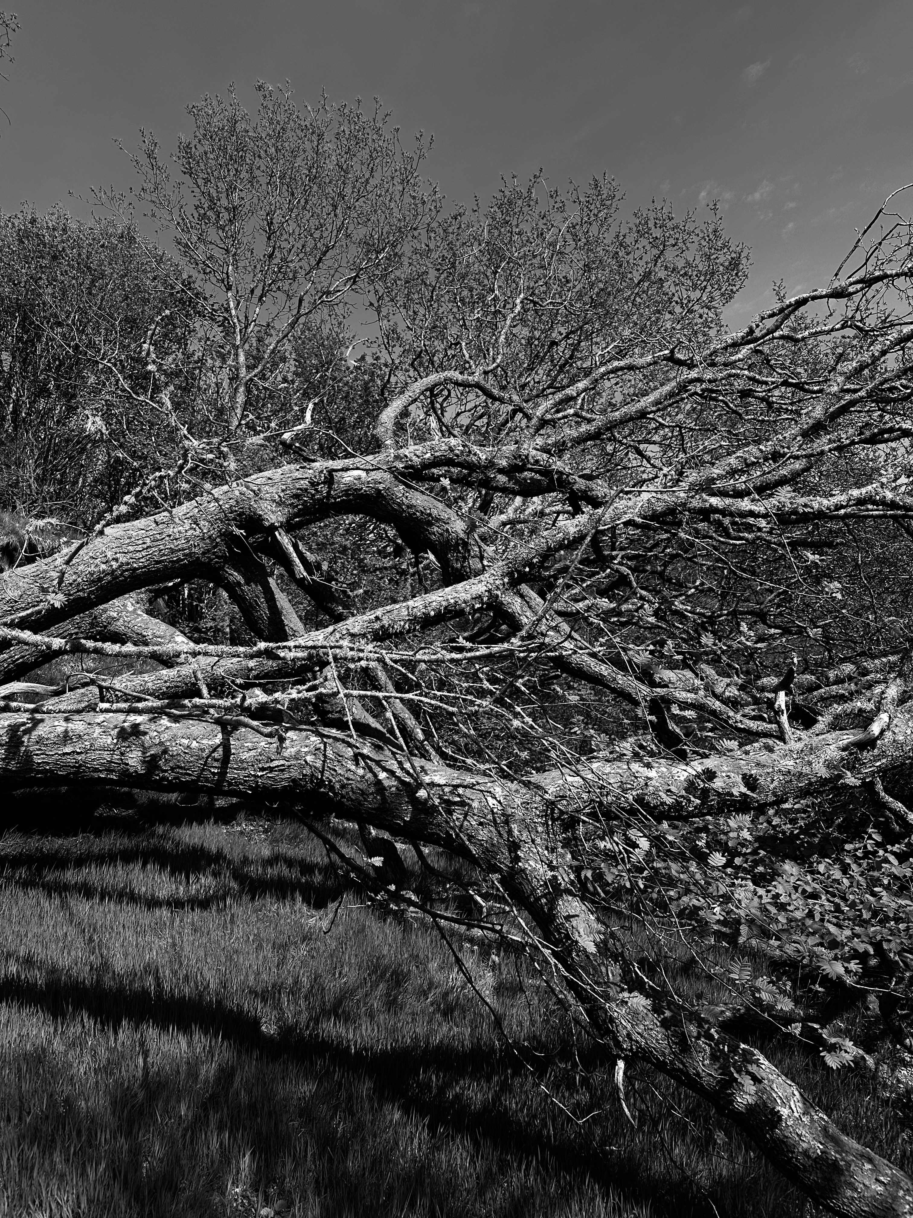 Fallen branches weave a cathedral of limbs across a sunlit field
