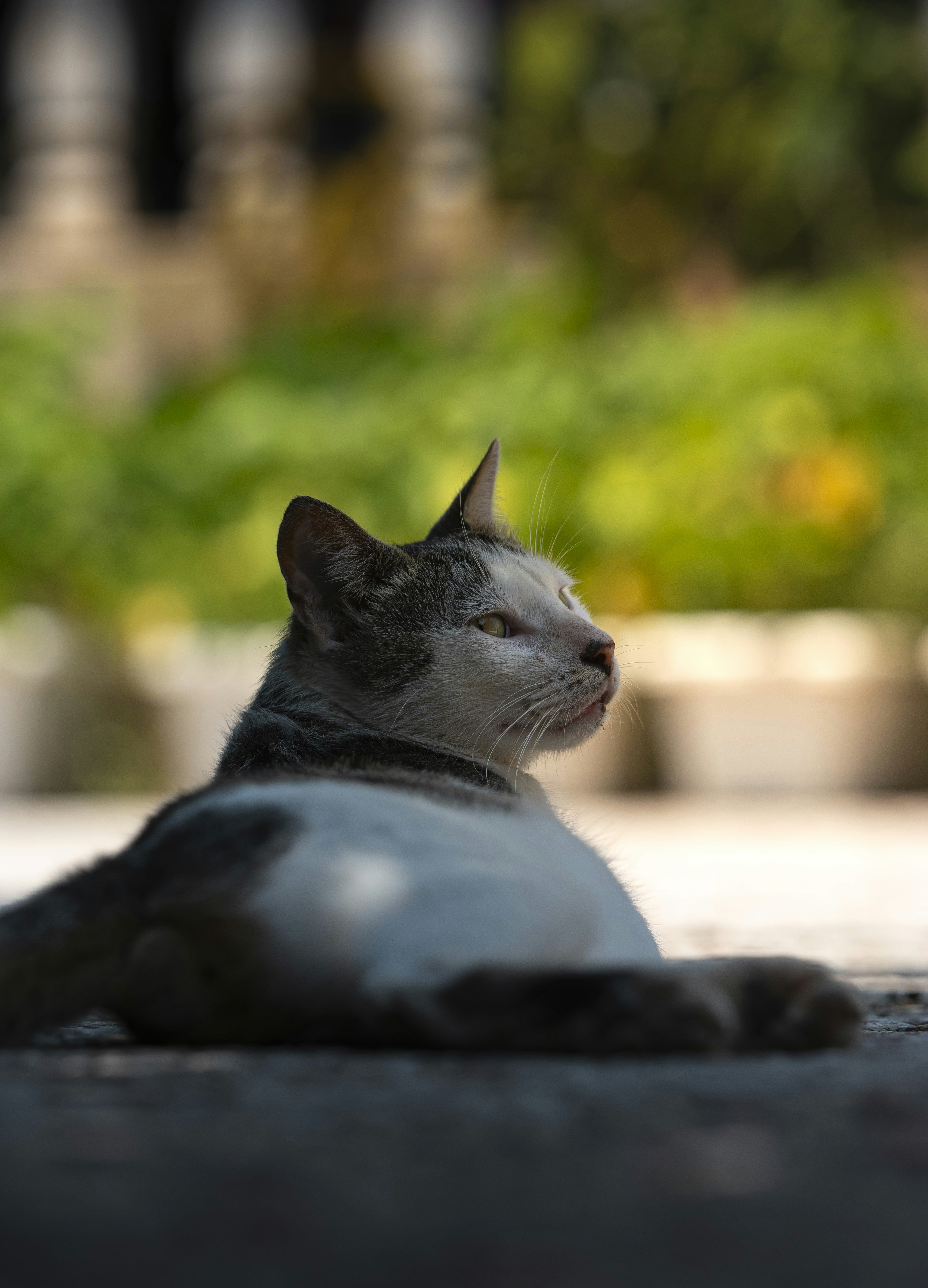 Low-angle Portrait of a Relaxed Cat in Sunlit Courtyard