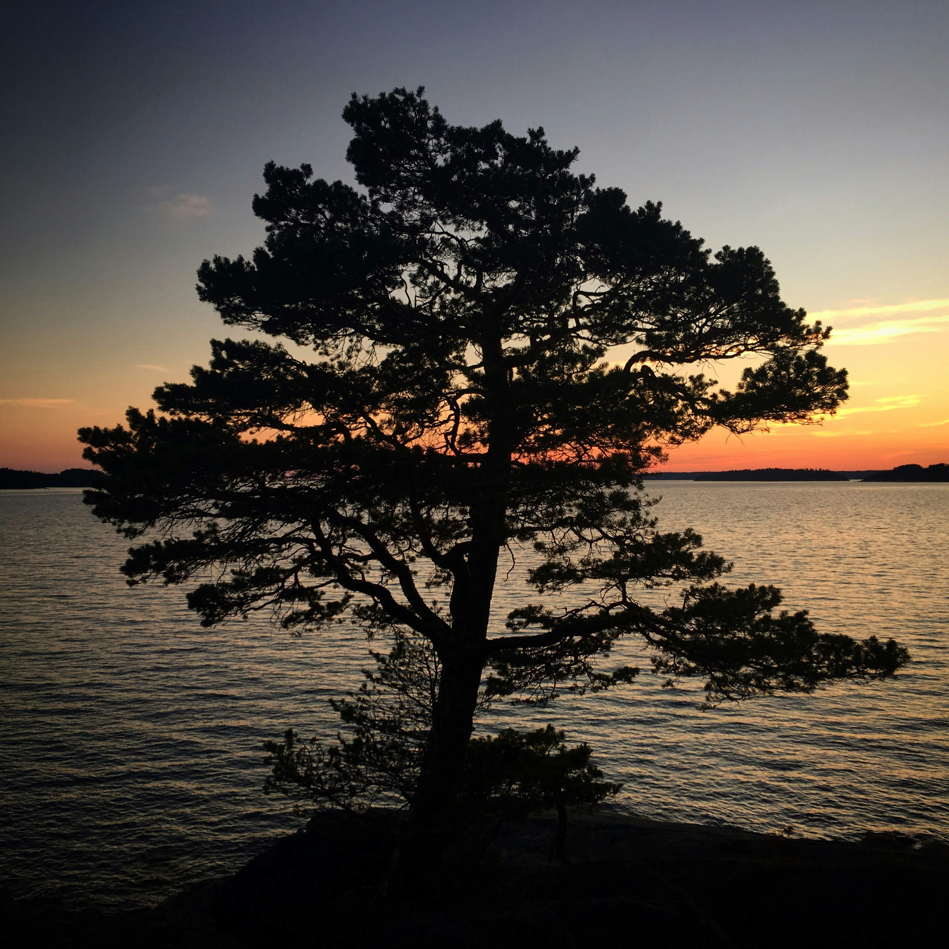 Sunset Sentinel: A Lone Pine Framed by Quiet Waters