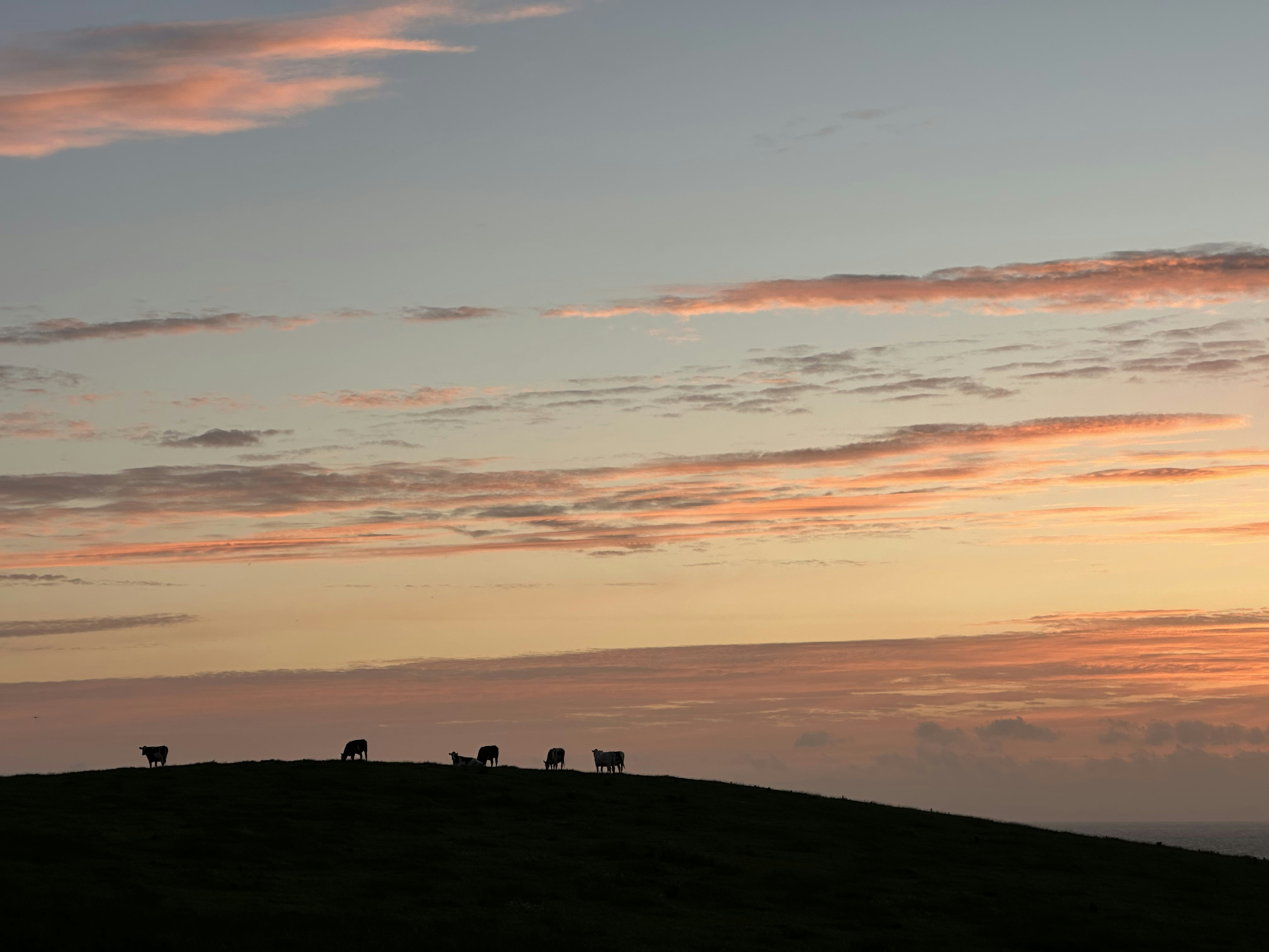 Horizon Herd at Sunset
