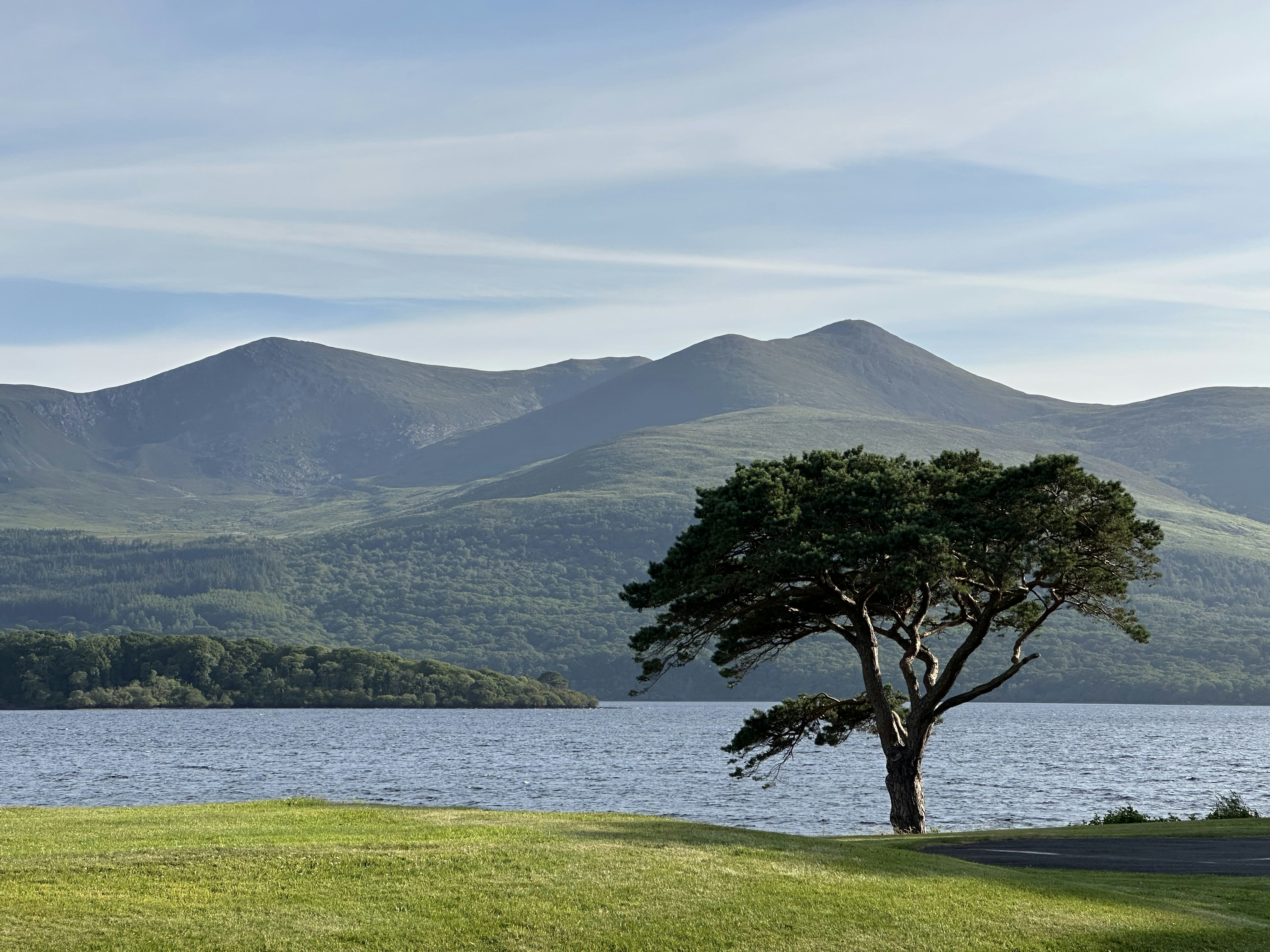  lone windswept tree by tranquil lake beneath rolling blue mountains
