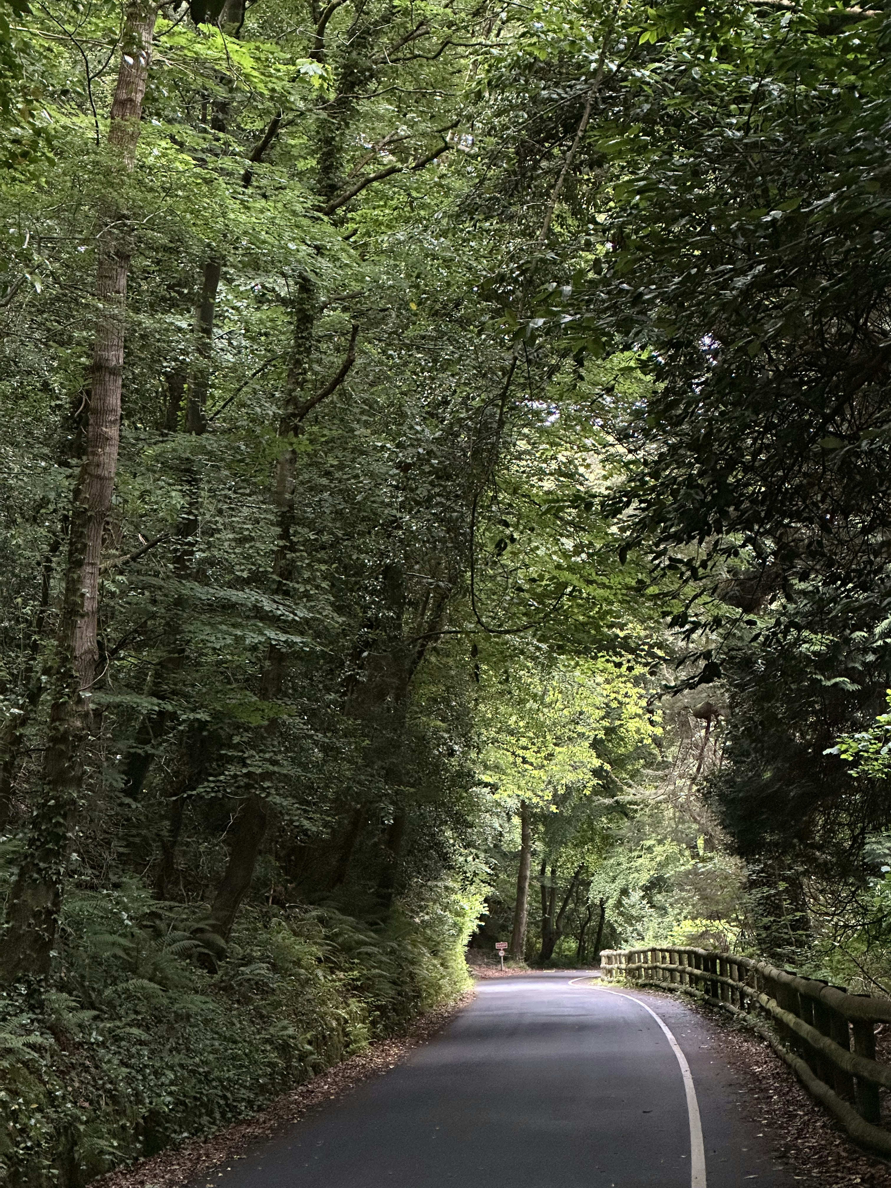 Forest Pathway Narrows Beneath a Canopy of Green