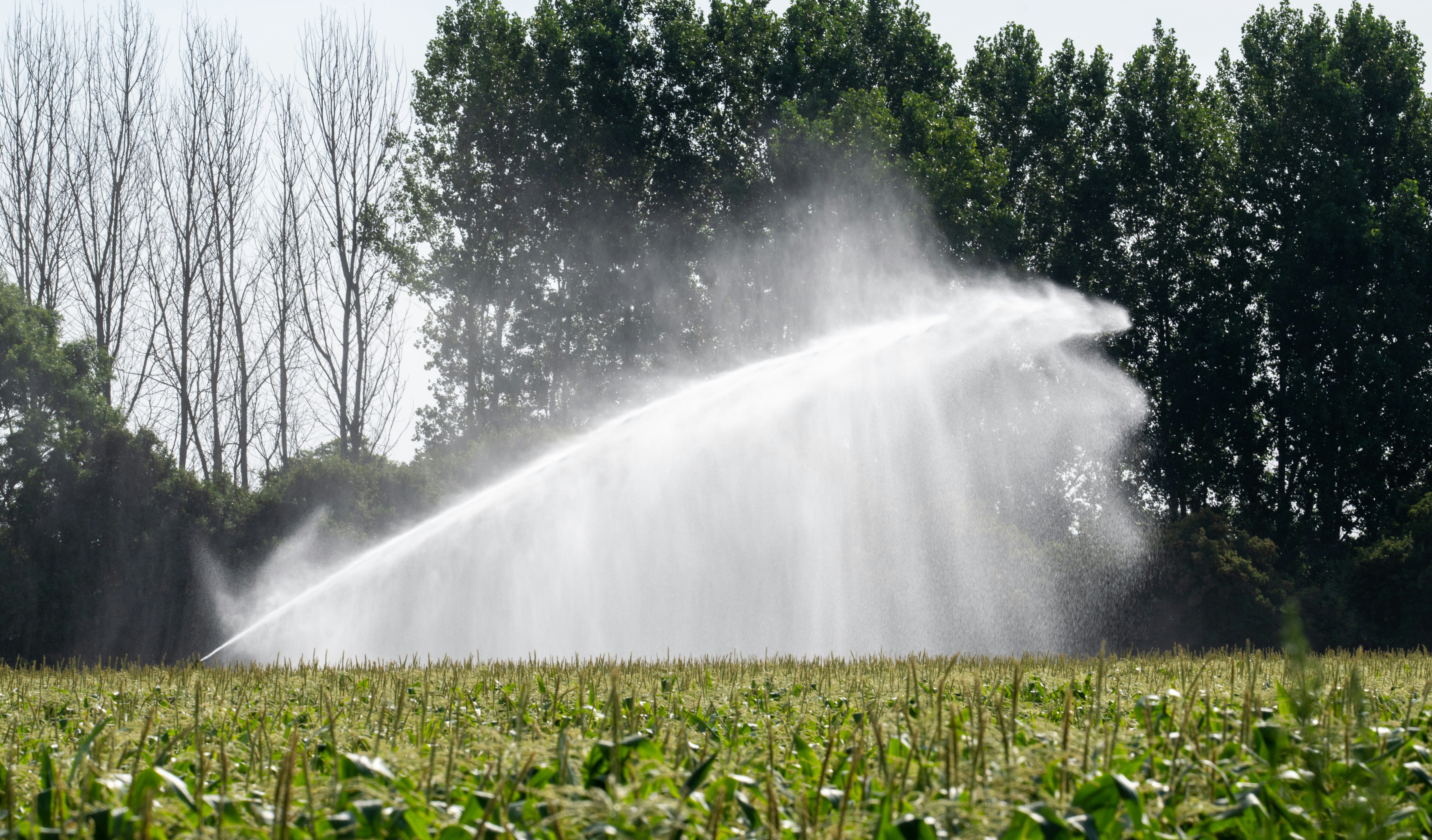 Water Arc: A Farm Lawn Geyser in Focus