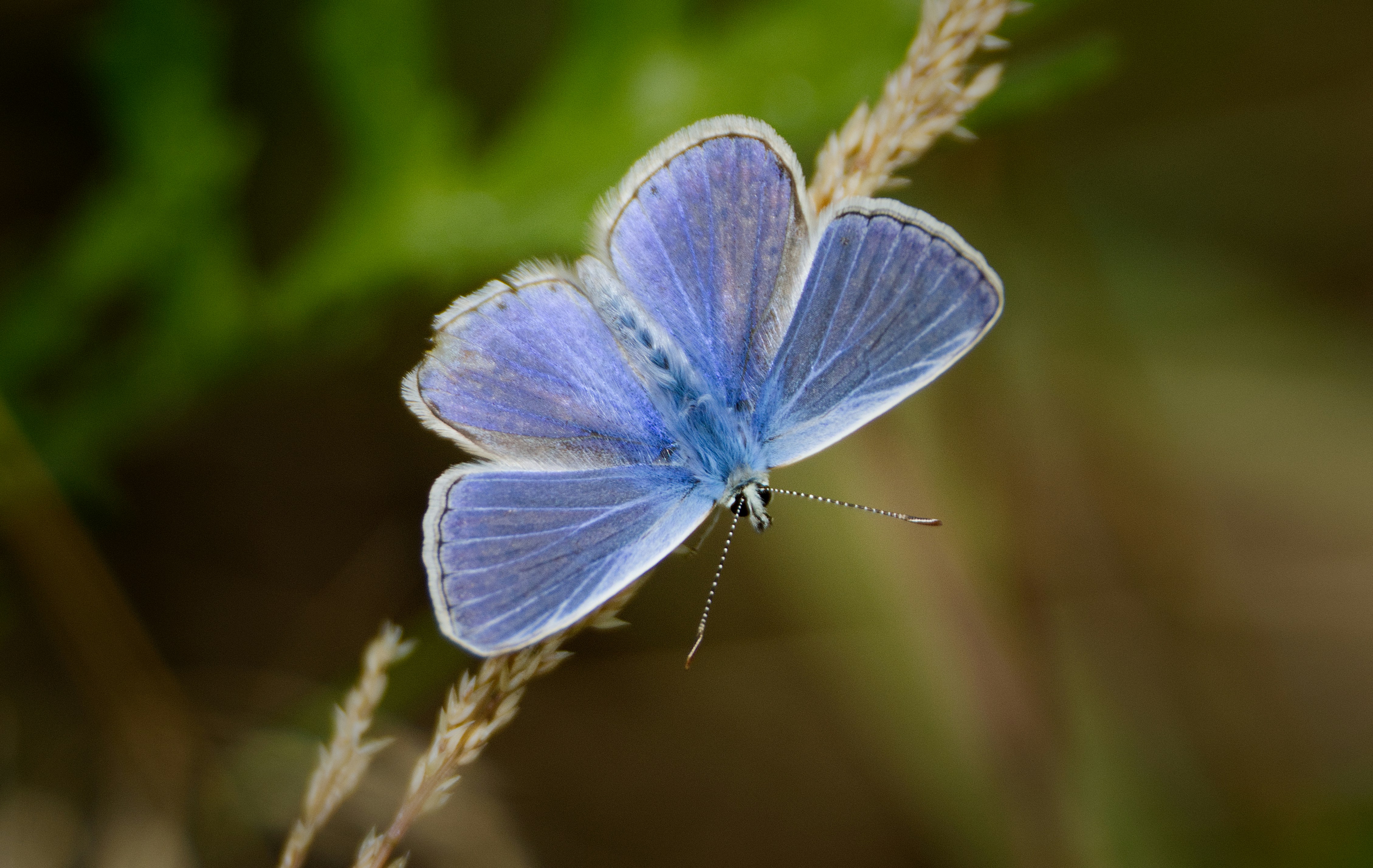Azure Moment: a delicate blue butterfly on a silver-ted grass stem