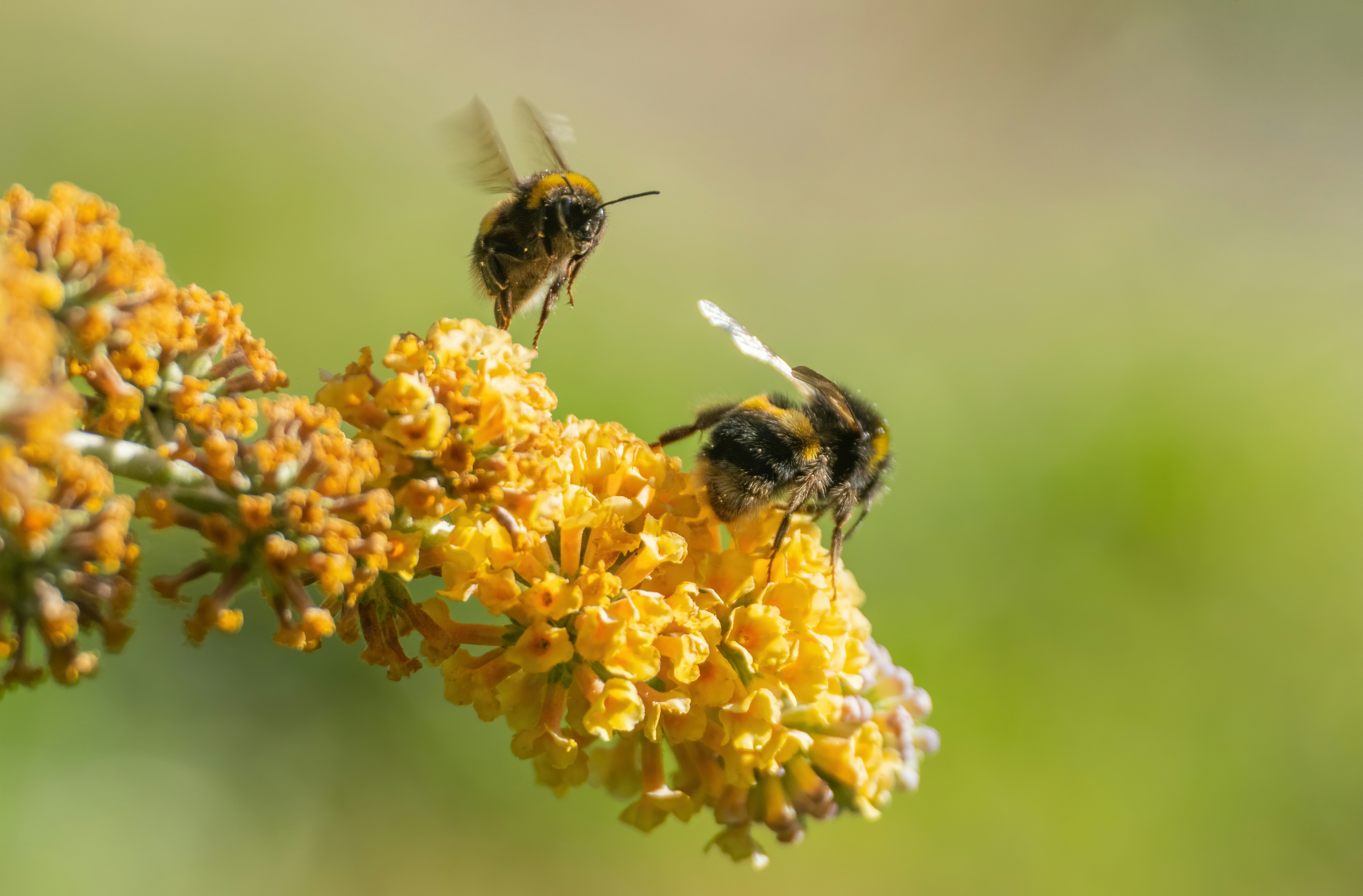 Golden Bloom Duel: Bees in Flight Over Sunny Umbels