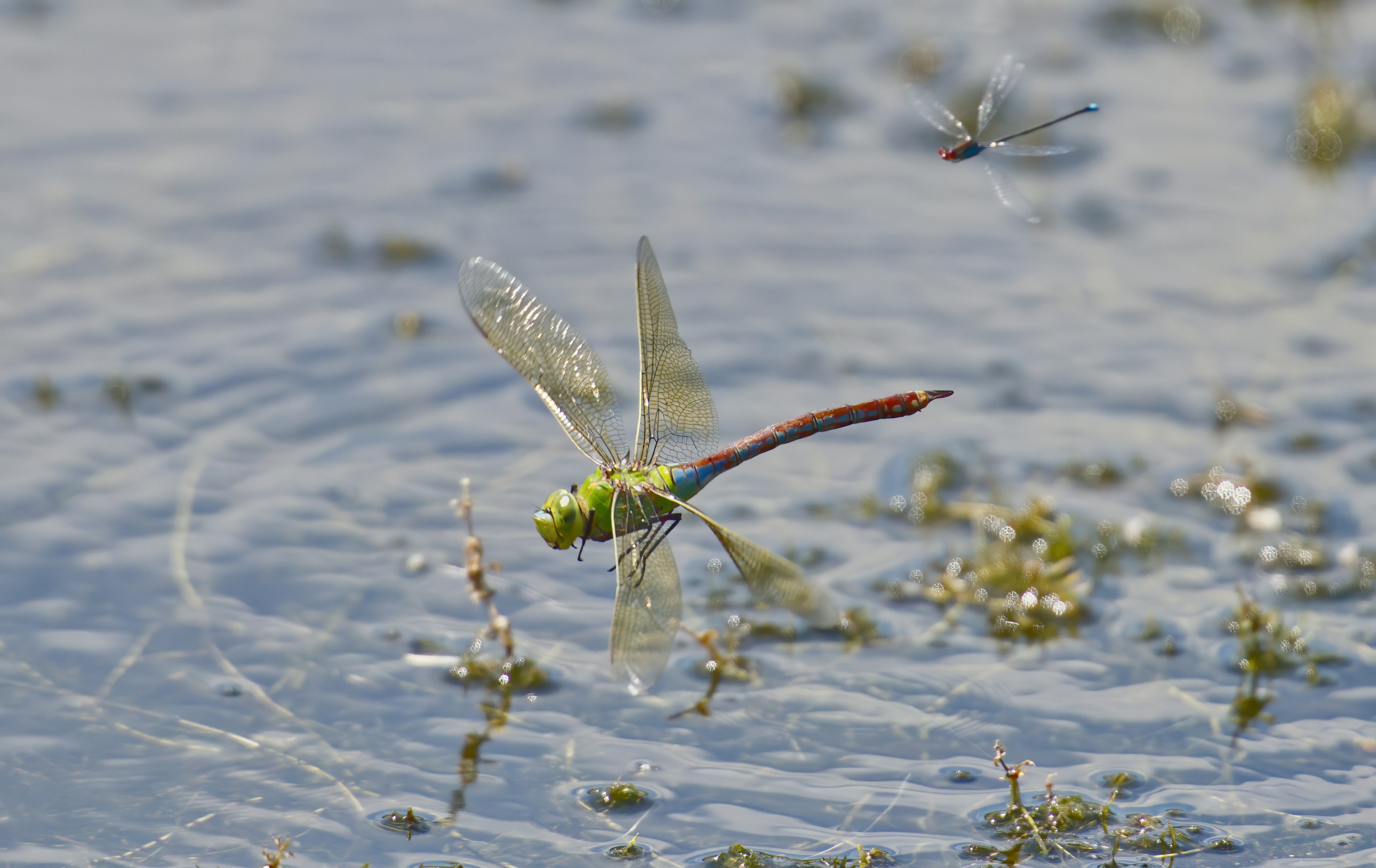 Midair Moment: Dragonfly at Rest Above Murky Water