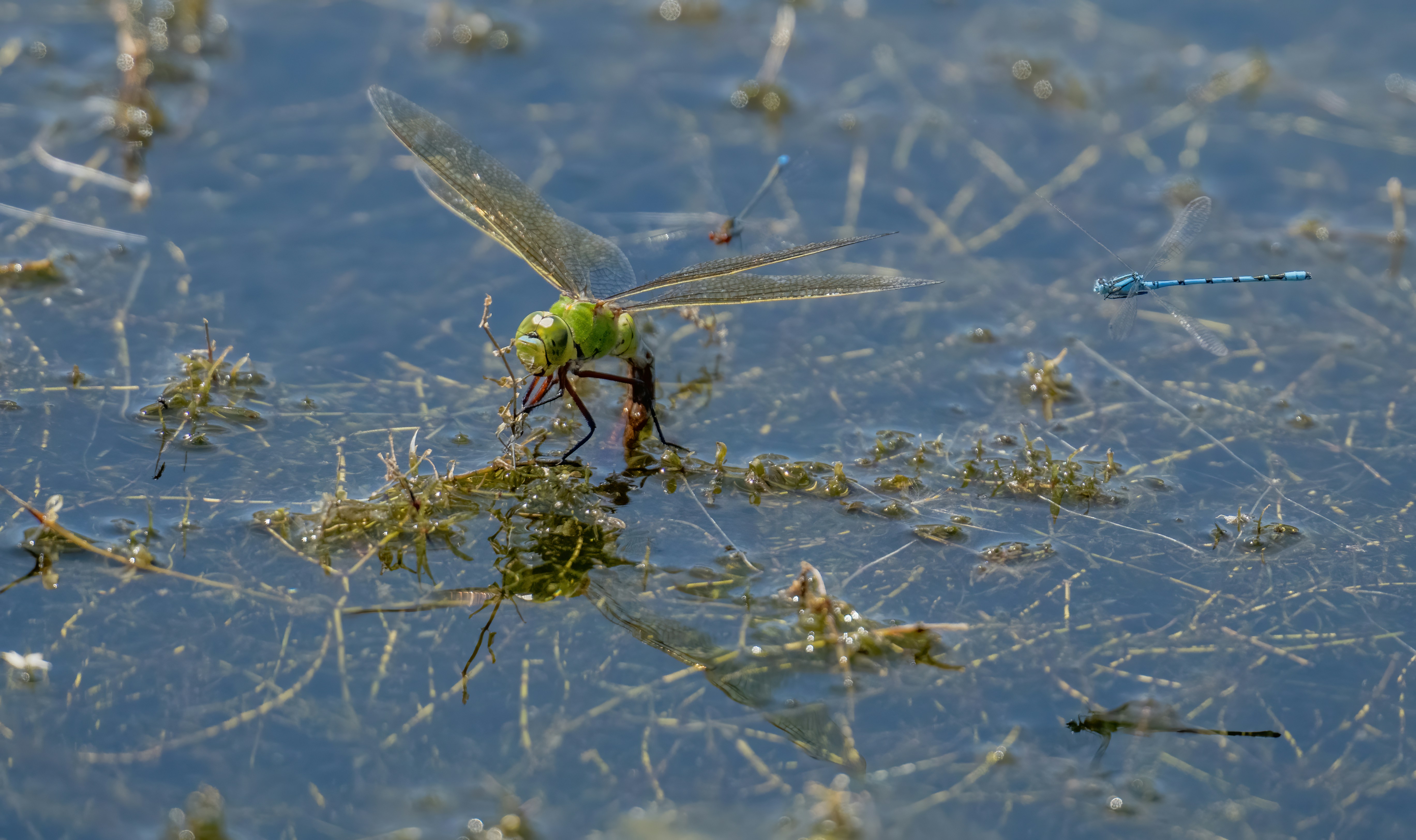 Emerald Dragonfly Adrift Above a Mirror-Like Wetland