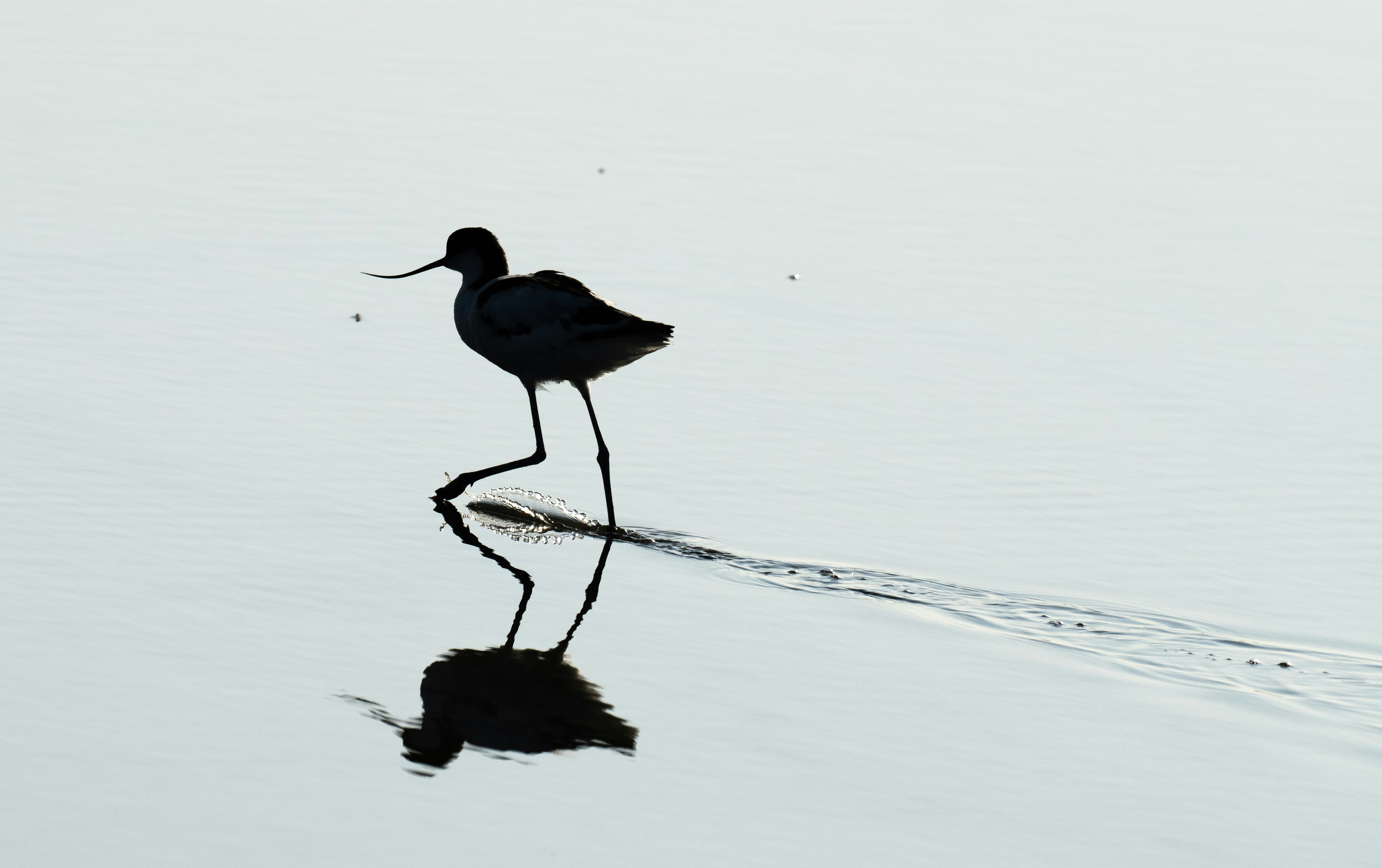 Serrated Silhouette: A Heron Stepping Quietly Across Echoing Wetland