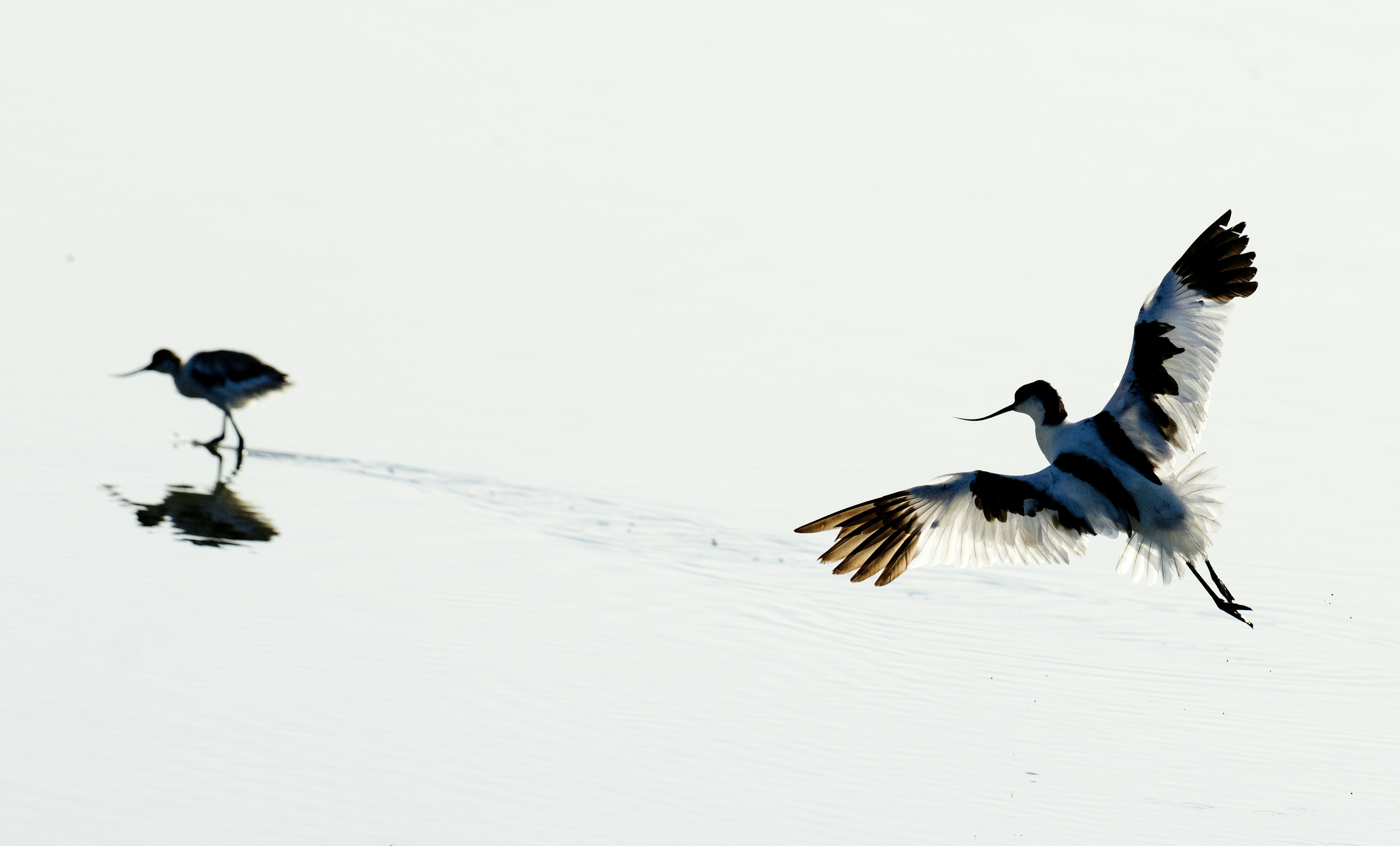 Wingbeat Over White Stillness: A Crane in Flight Across a Snow-Blanketed Shore