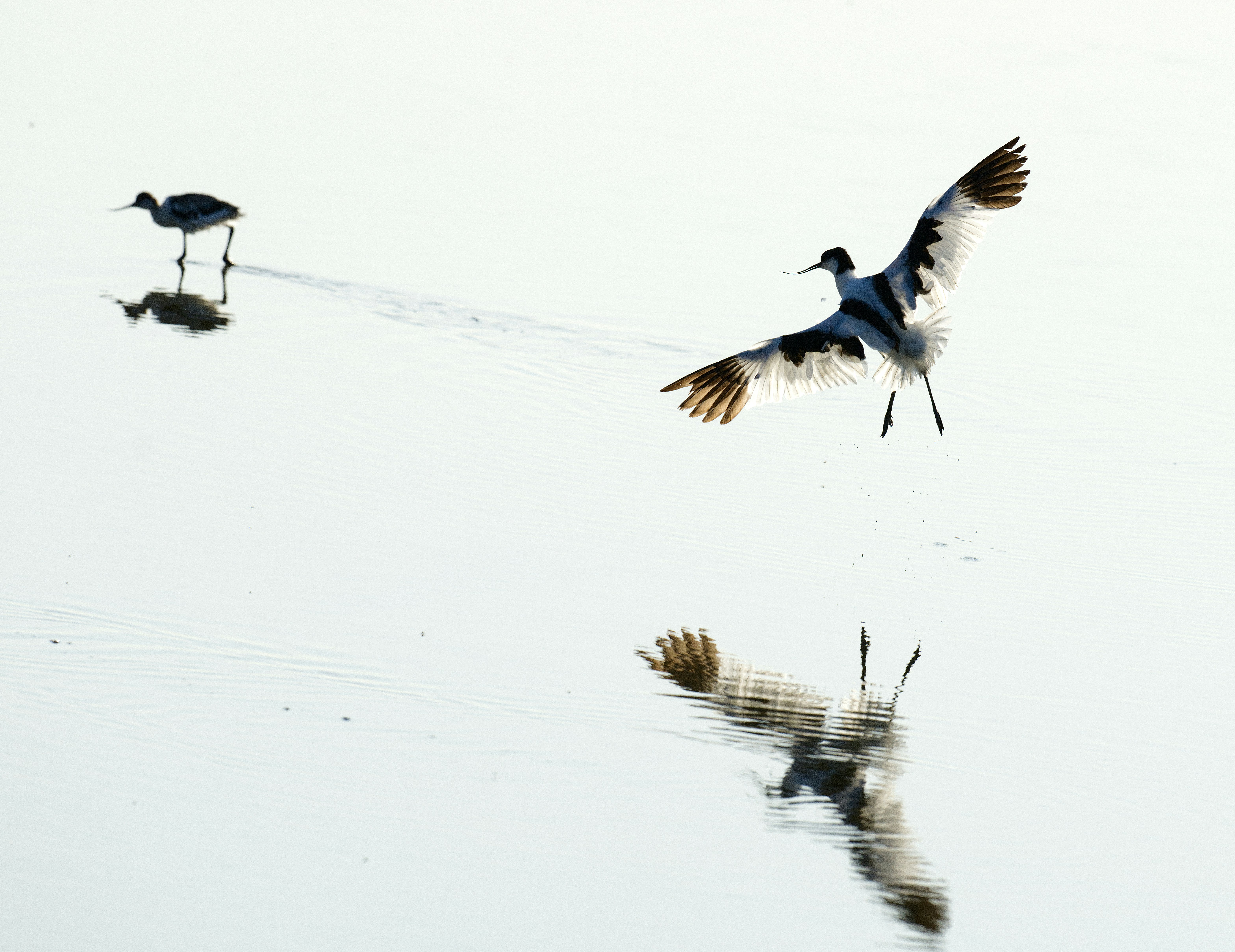 Wingbeat over Quiet Reflections: A Shoreline Flight
