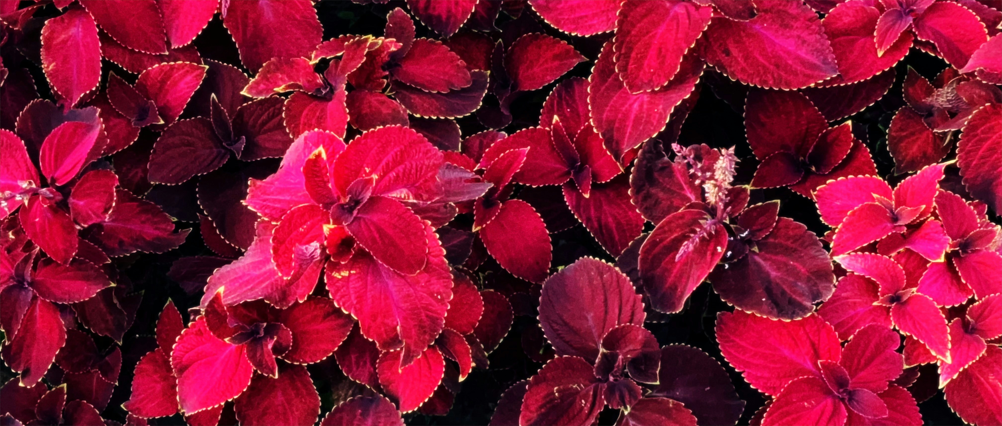 Crimson Cushions: A Close-Up of Variegated Red Ferns