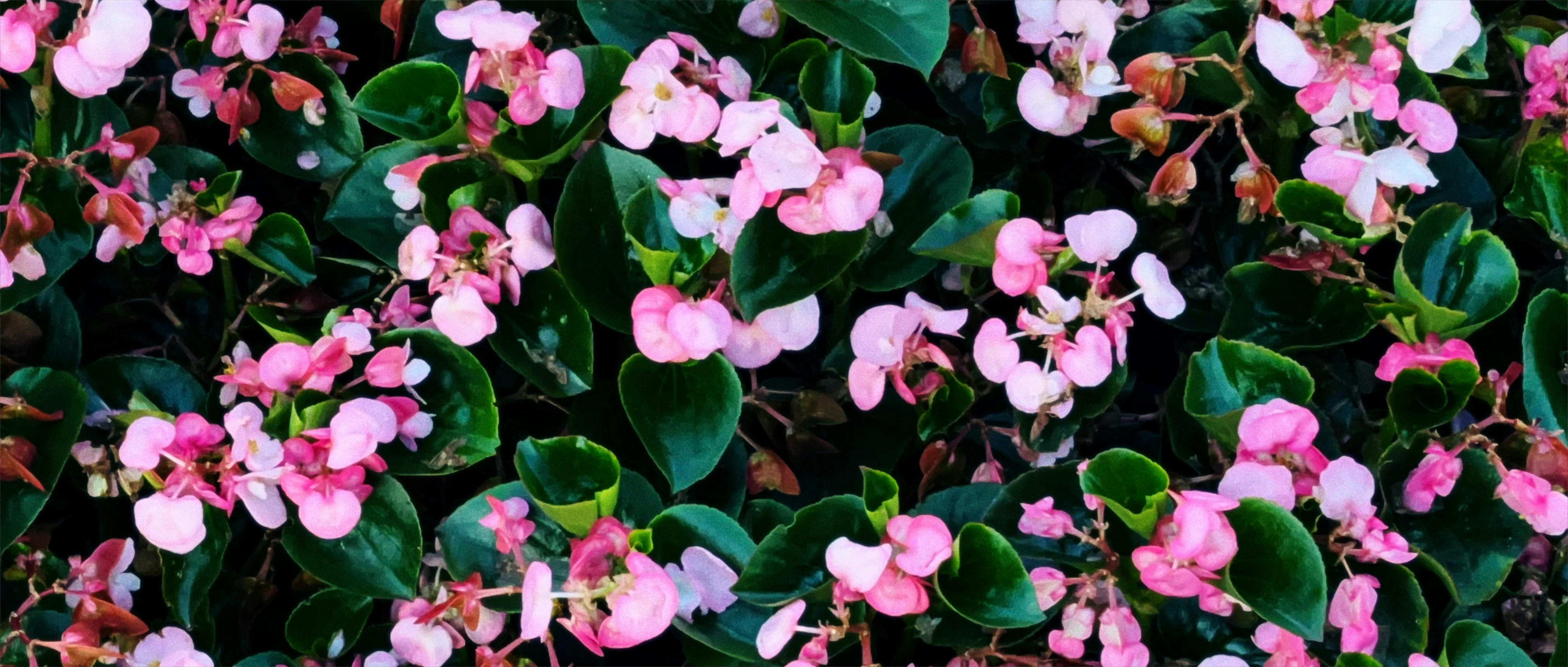 Pink Bloom Carpet: Close-Up of Delicate Camellia Foliage