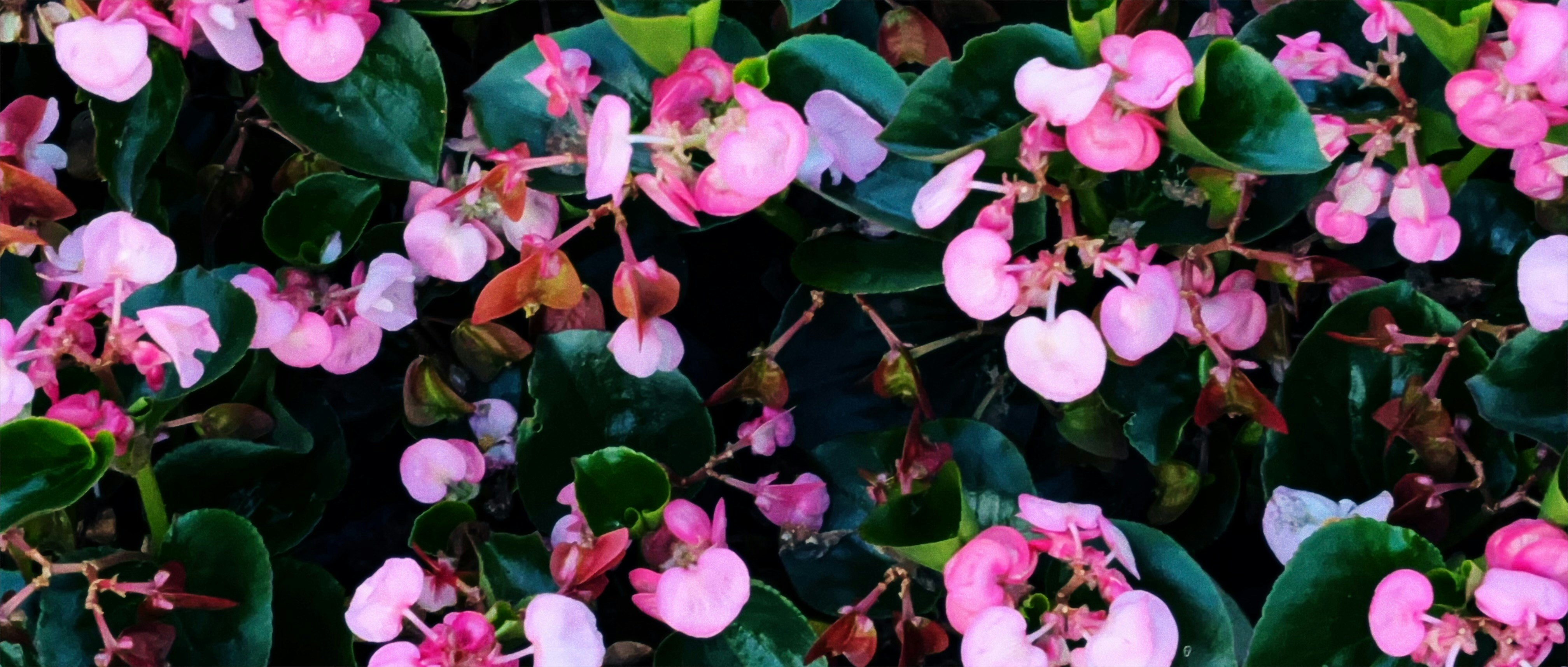 Tangled pink blooms weave through glossy green leaves in a dense garden bed, capturing a vivid close-up of tiny blossoms and foliage. This is a photographic still, not a painting or logo.