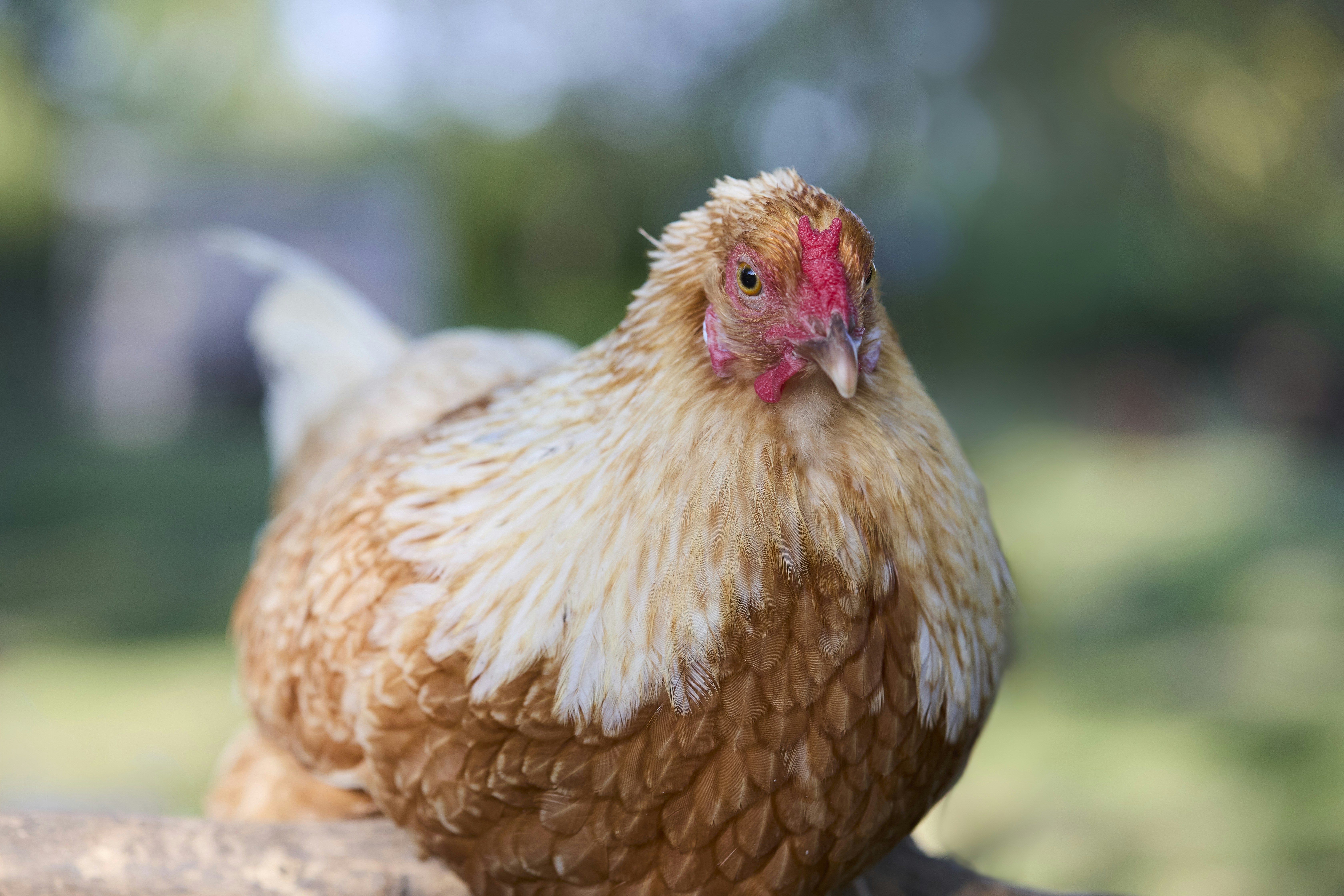 Close‑up of a Buff Hen: Feathered Texture and Red Comb in Soft Bokeh