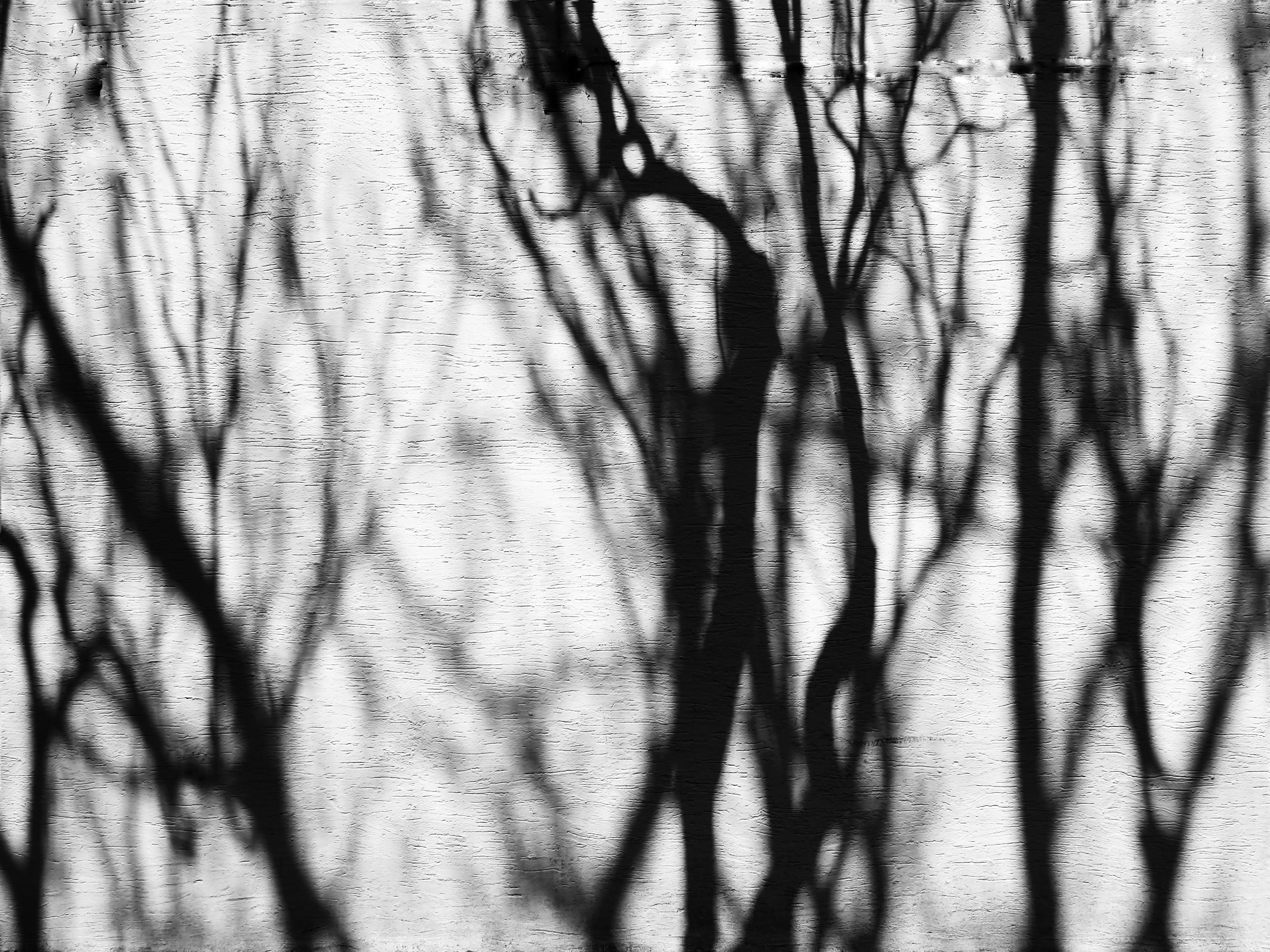 Shadowed Threads: A Portrait of Trees in Monochrome Mist