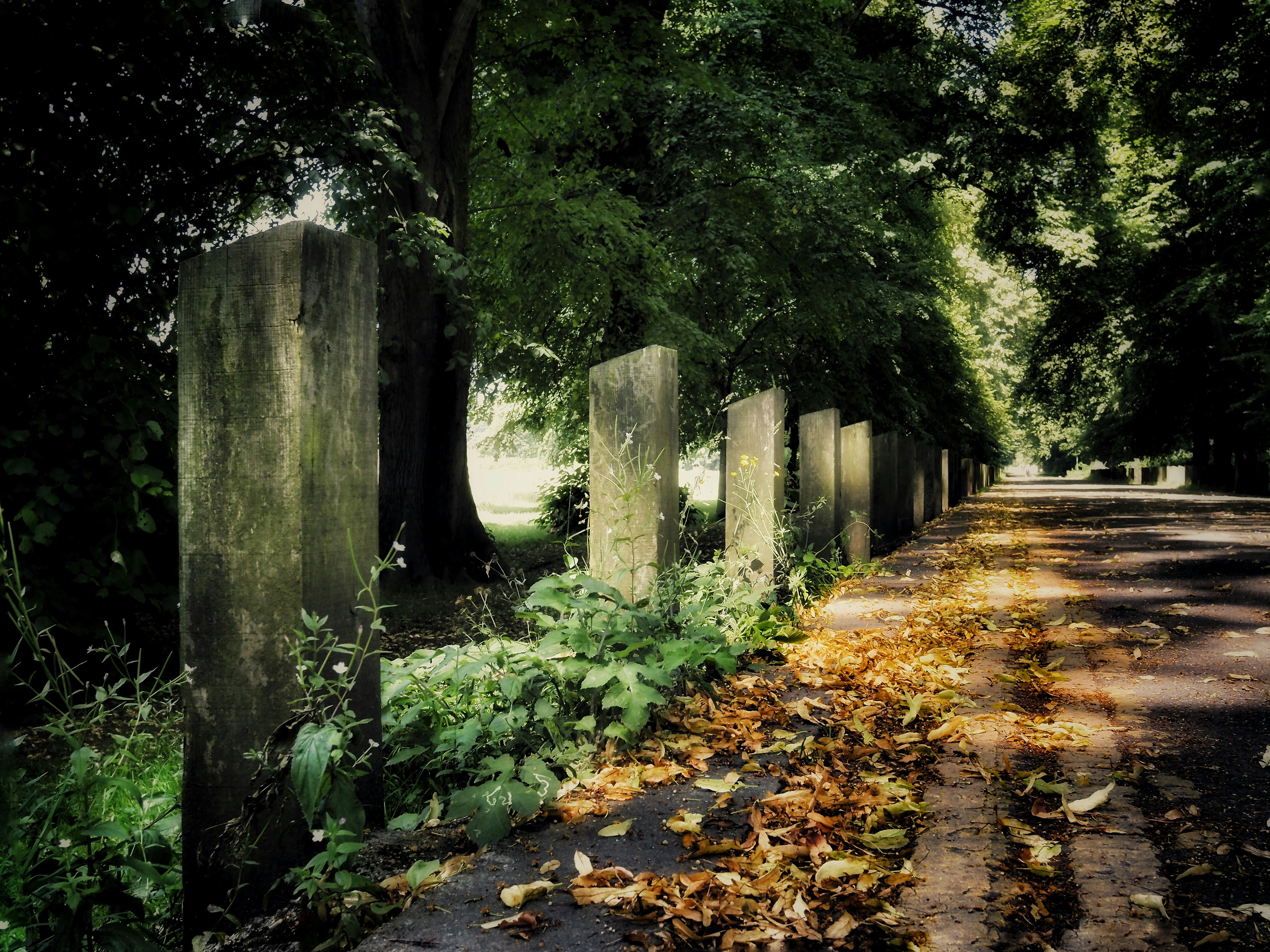 Between Shade and Stones: A Sunlit Path through Time