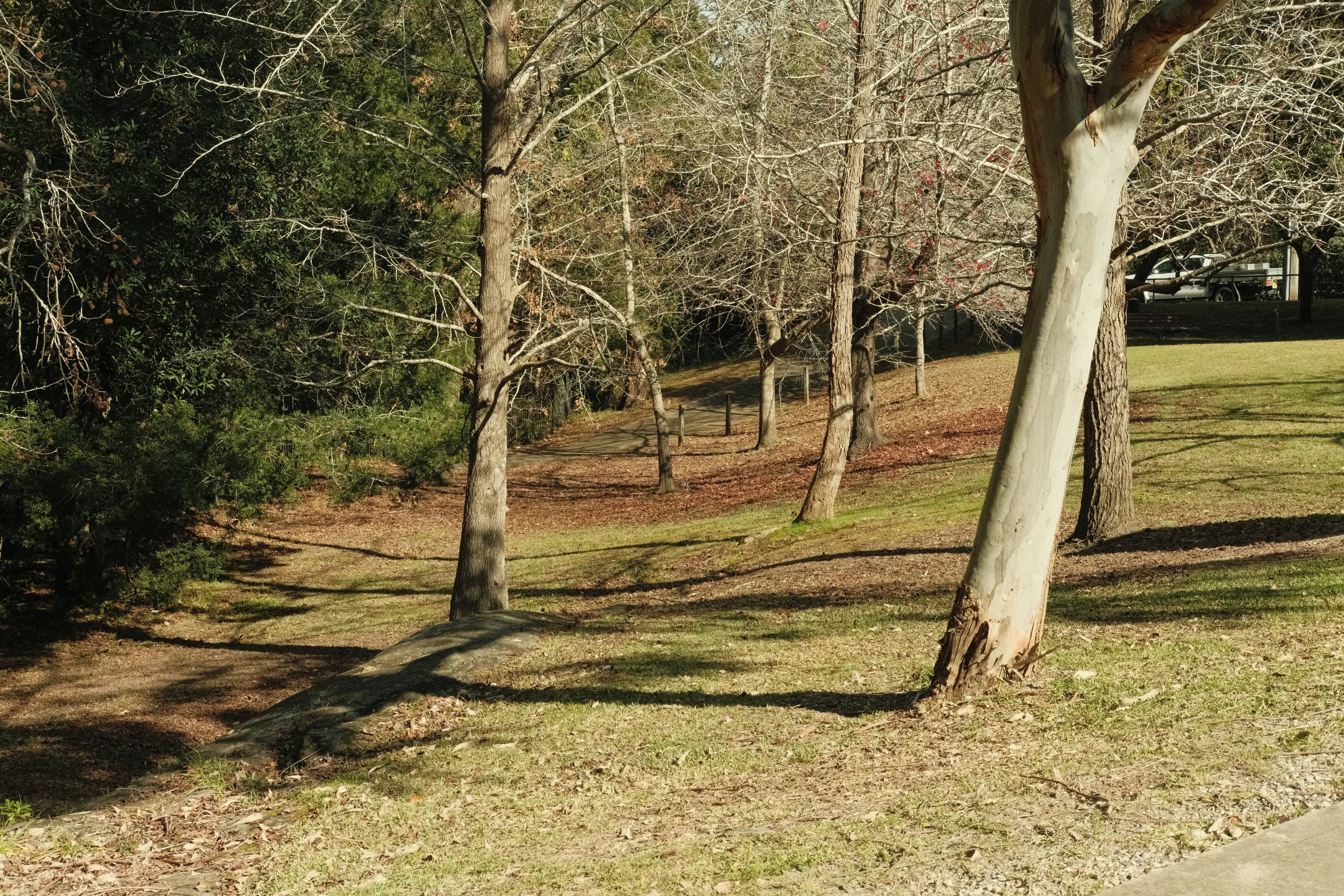 Sunlit Park Tranquility: A Quiet Row of Trees by the Path