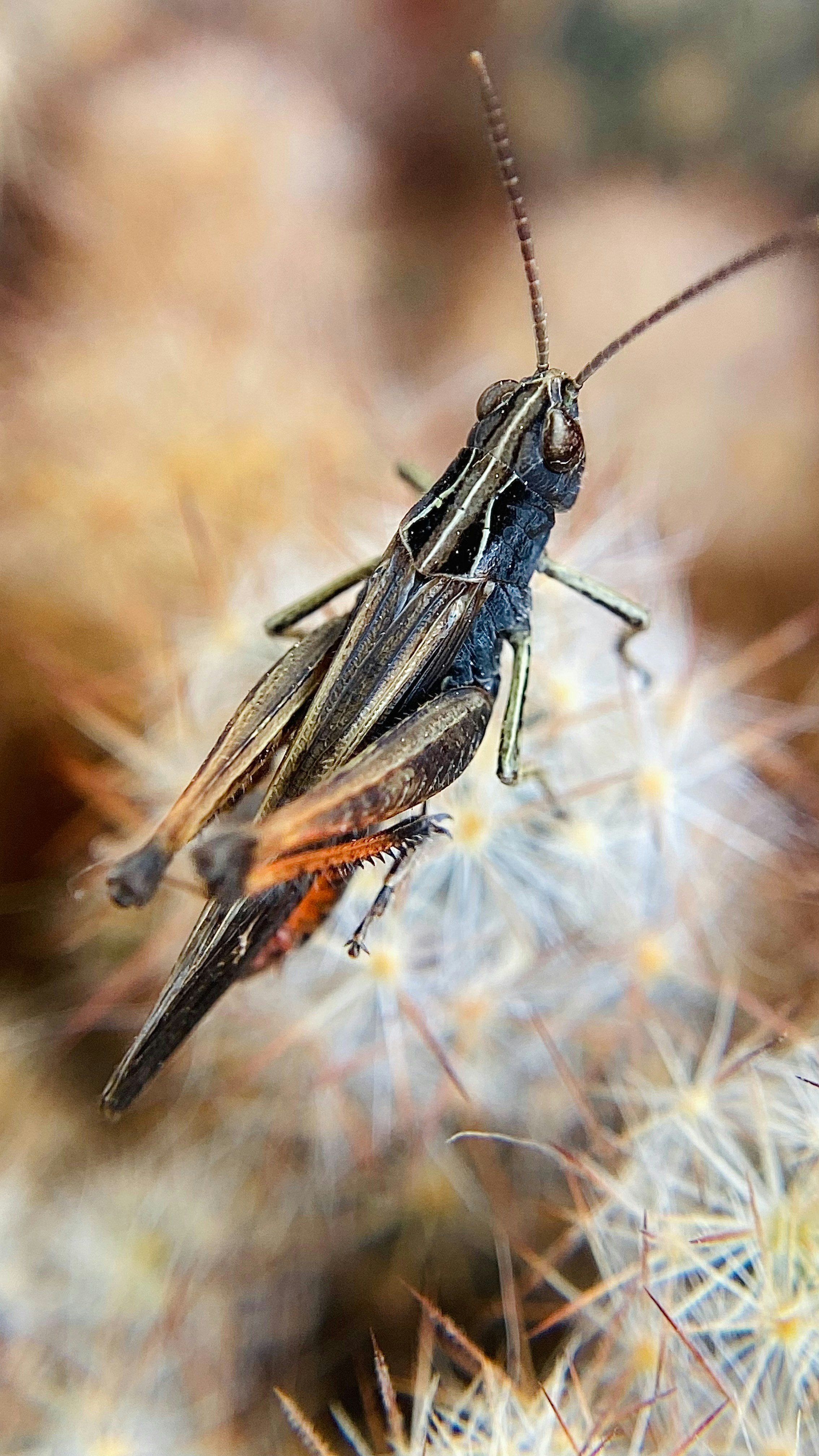 Close-up of a small insect perched on a dandelion seed head, revealing intricate body patterns and fine textures.